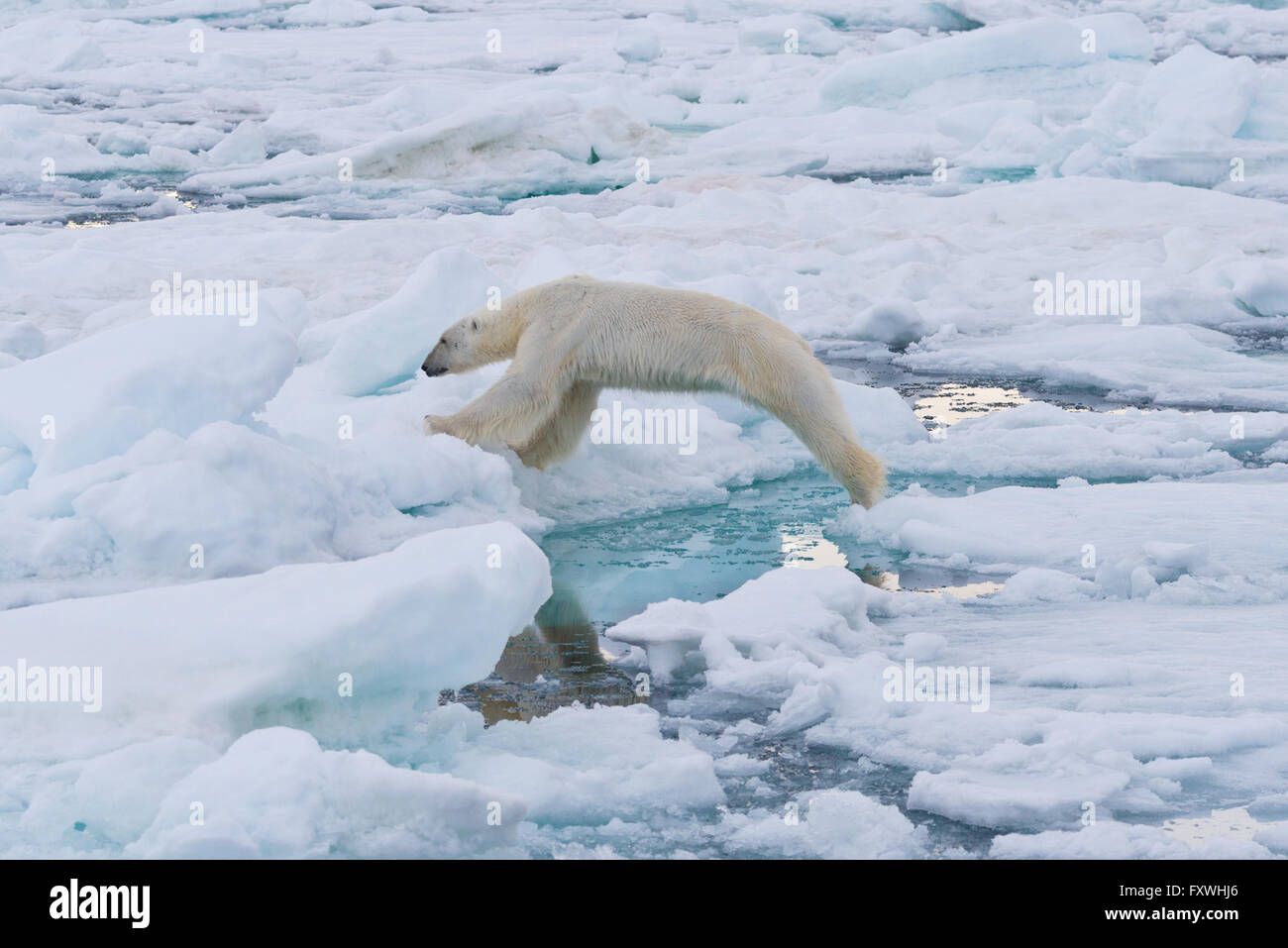 Un seul ours polaire sur la banquise Banque de photographies et d ...