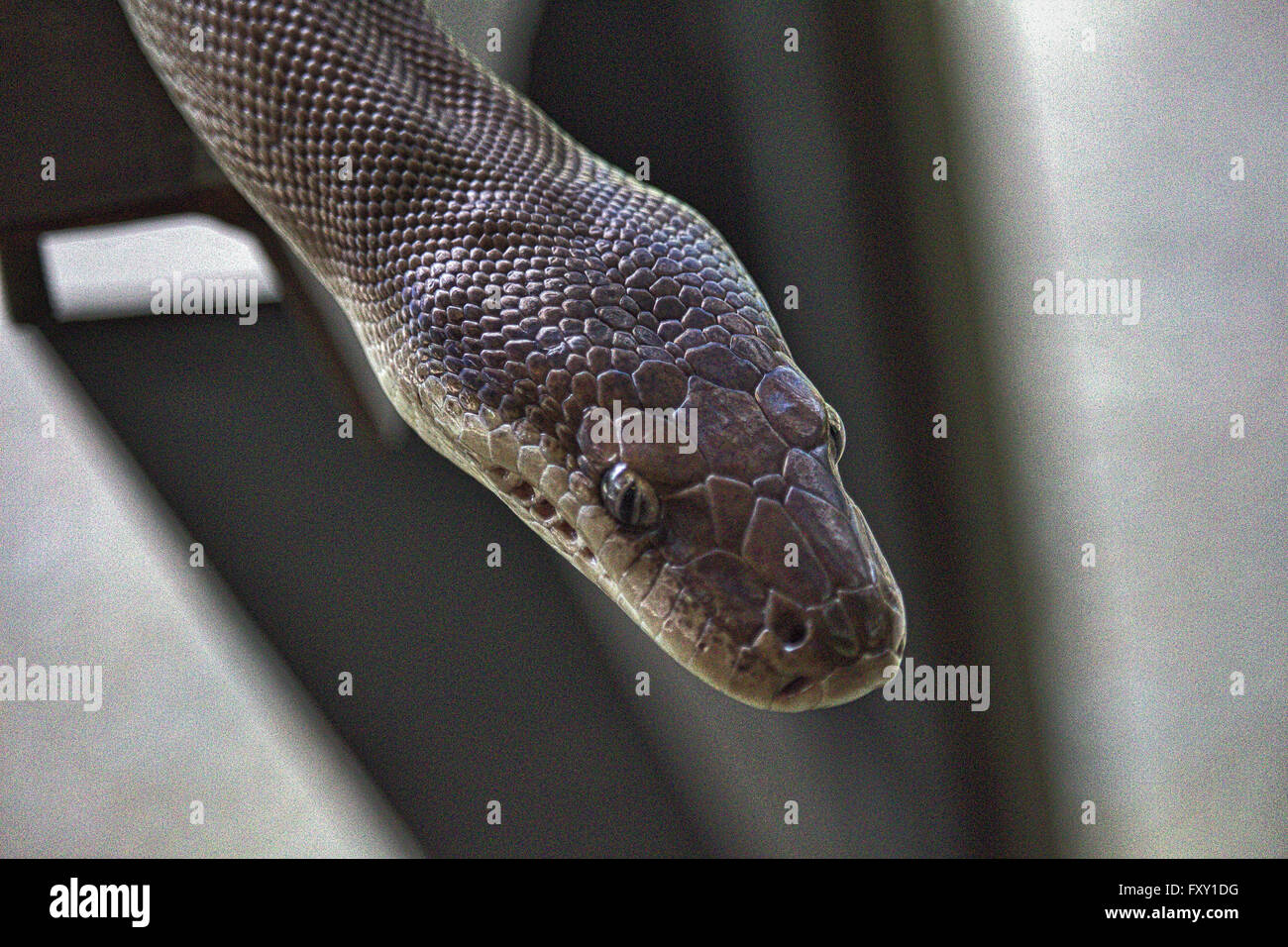 Liasis fuscus snake Banque de photographies et d’images à haute ...