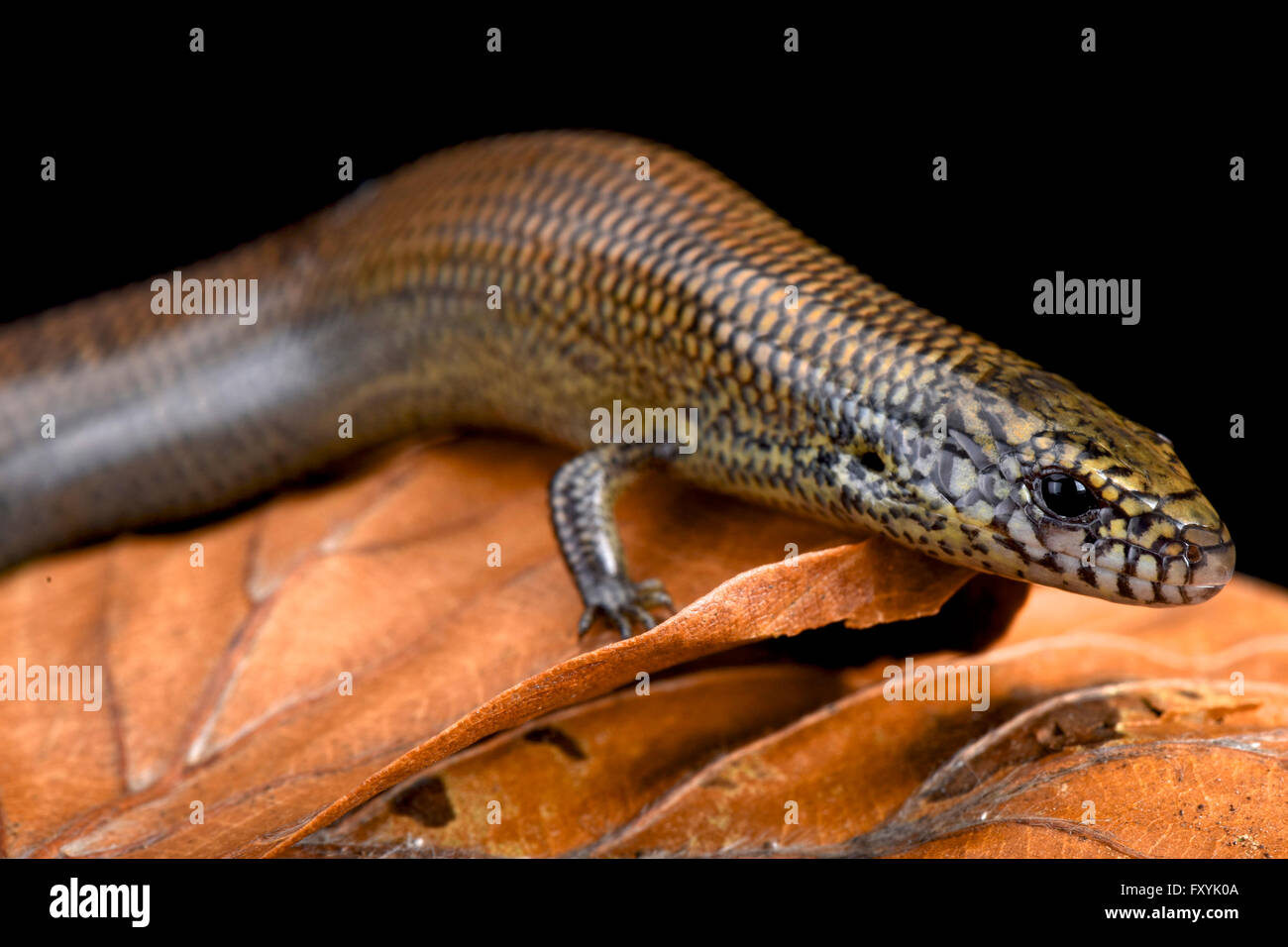 Shiny skink Banque de photographies et d’images à haute résolution - Alamy