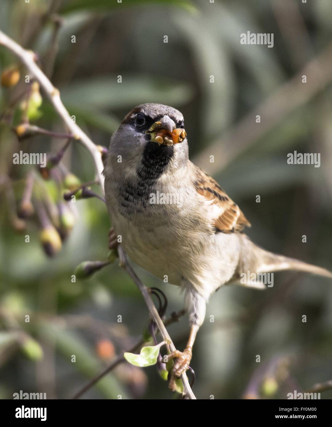 English sparrow Banque de photographies et d’images à haute résolution ...