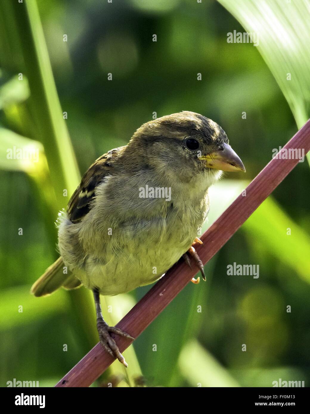 English sparrow Banque de photographies et d’images à haute résolution ...