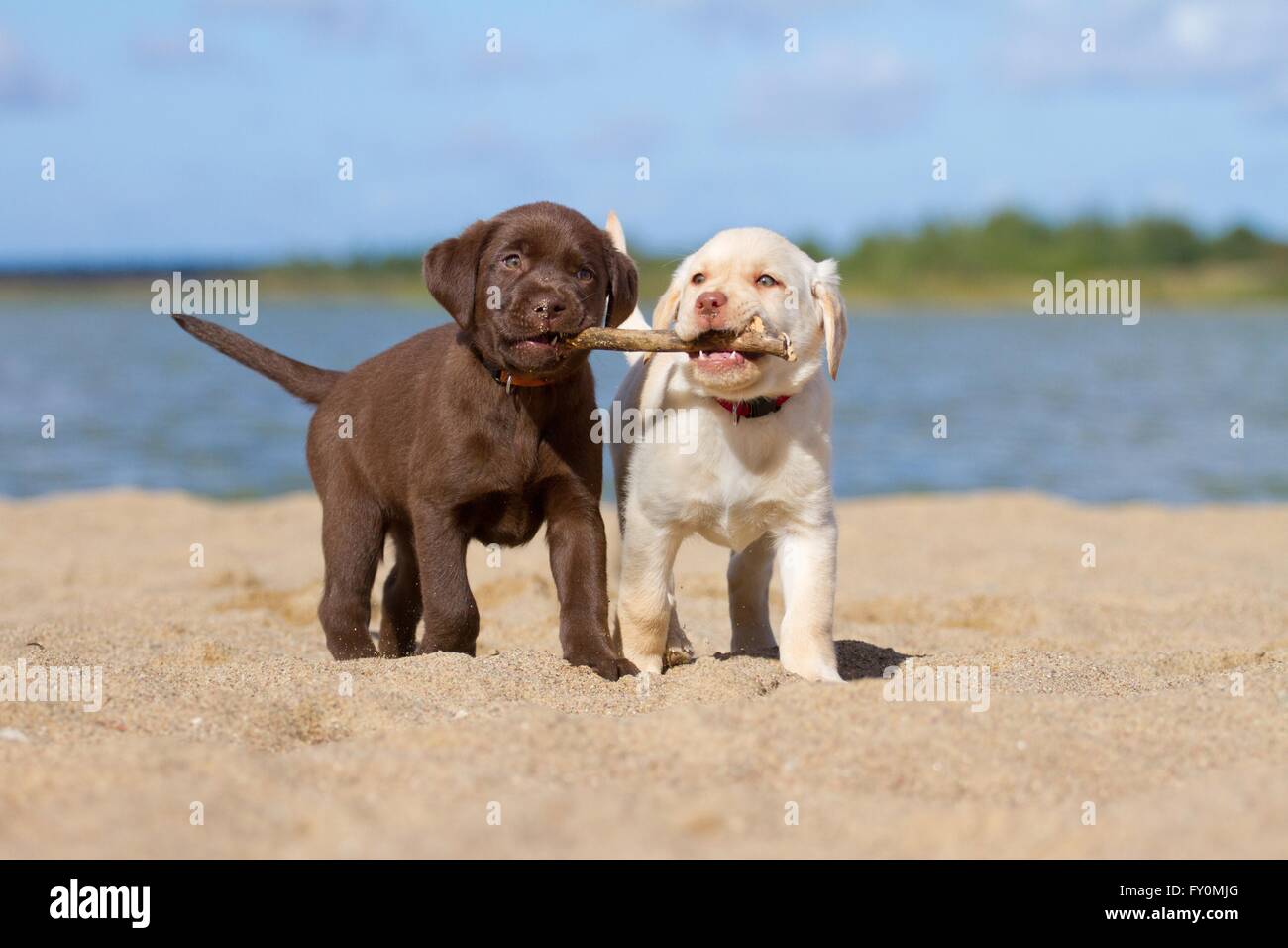 Labrador puppies Banque de photographies et d’images à haute résolution ...