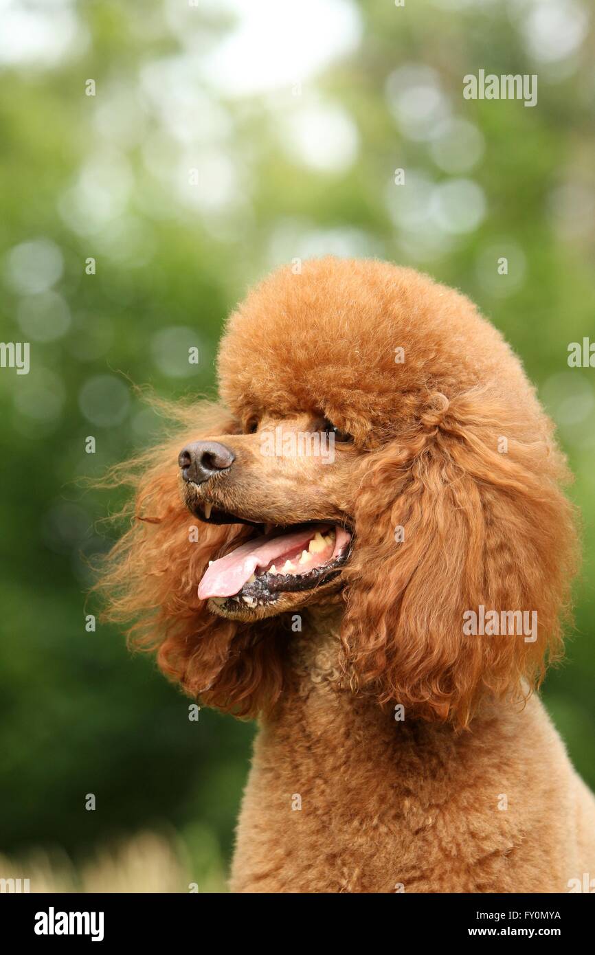 Giant caniche Banque de photographies et d’images à haute résolution ...