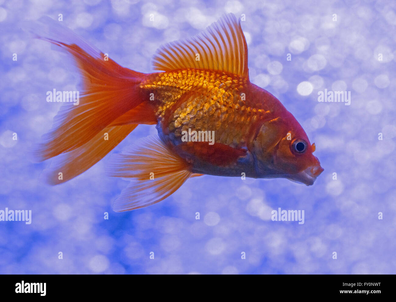 Poissons dorés Banque de photographies et d’images à haute résolution ...