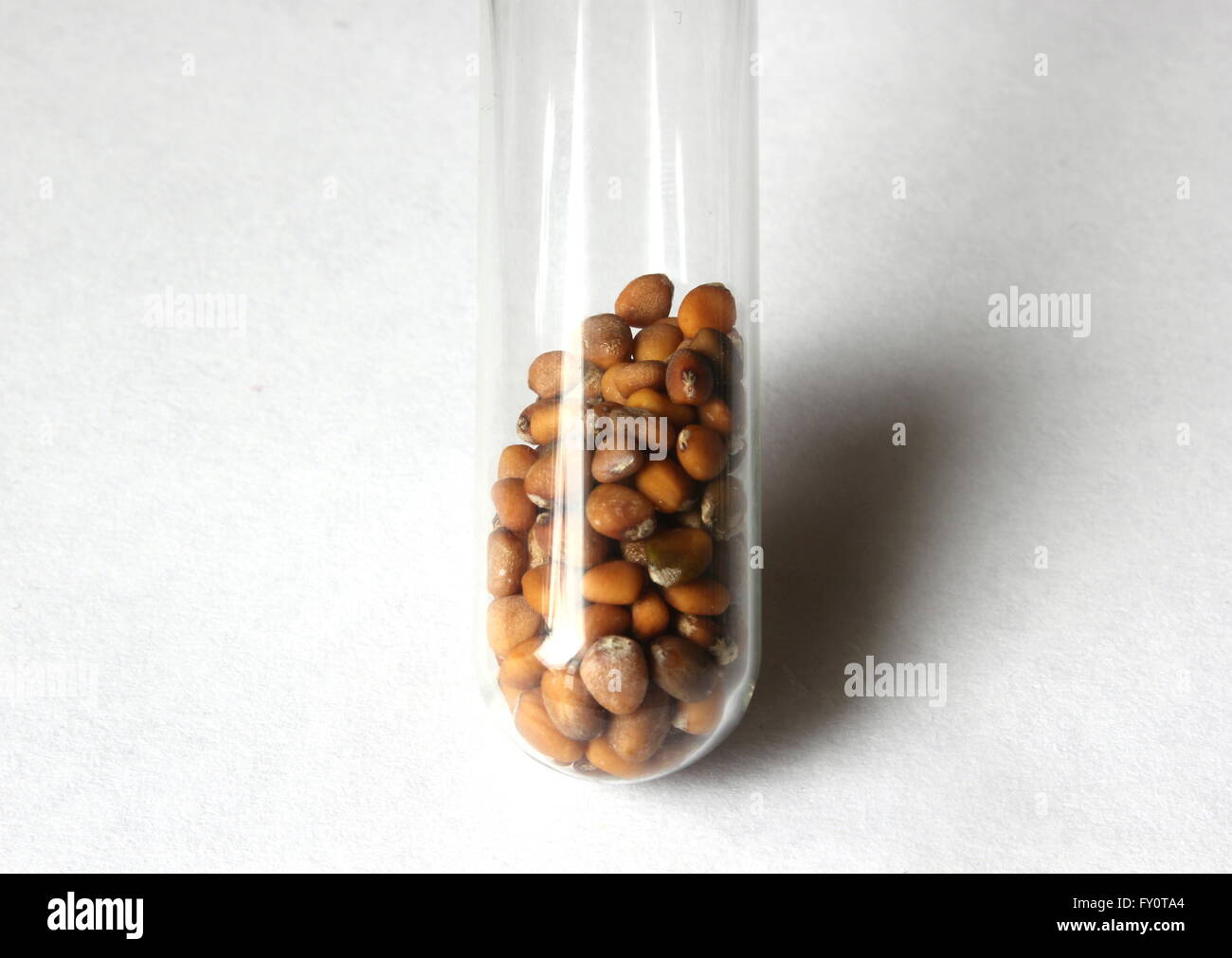 Radish seed Banque de photographies et d’images à haute résolution - Alamy