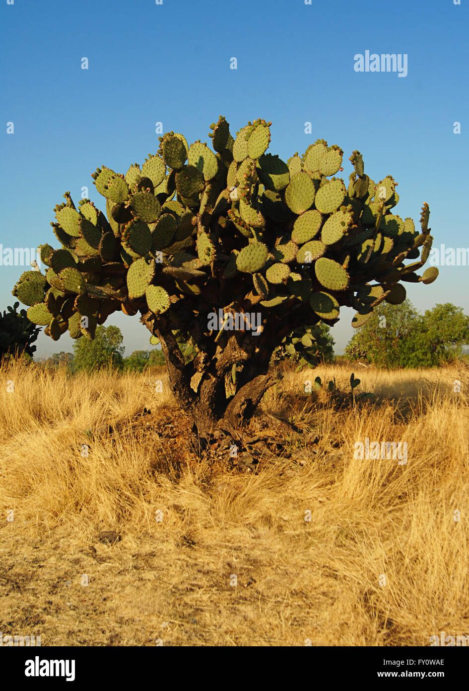 Gros cactus Banque de photographies et d’images à haute résolution - Alamy