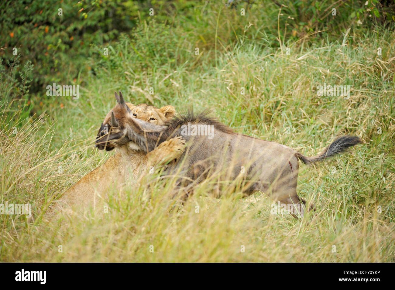 Lion hunting wildebeest Banque de photographies et d’images à haute résolution - Alamy