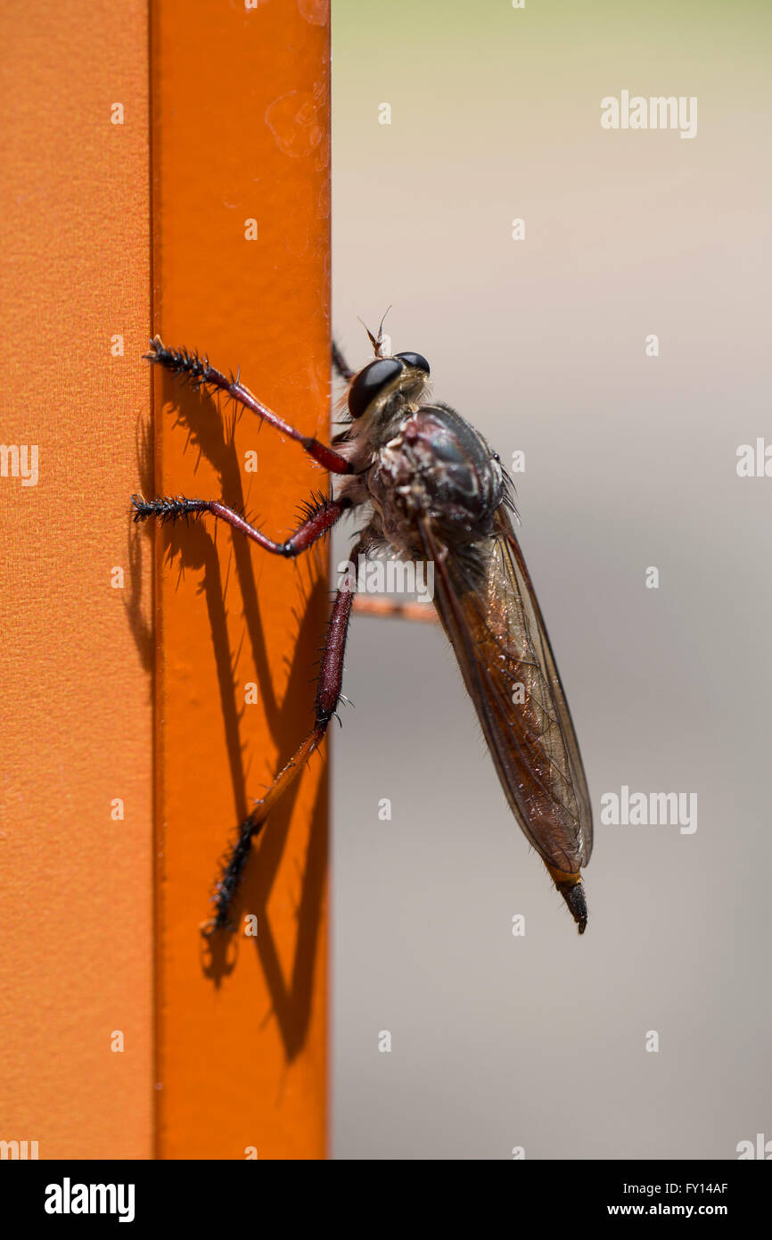 Insecte sur le mur Banque de photographies et d’images à haute ...