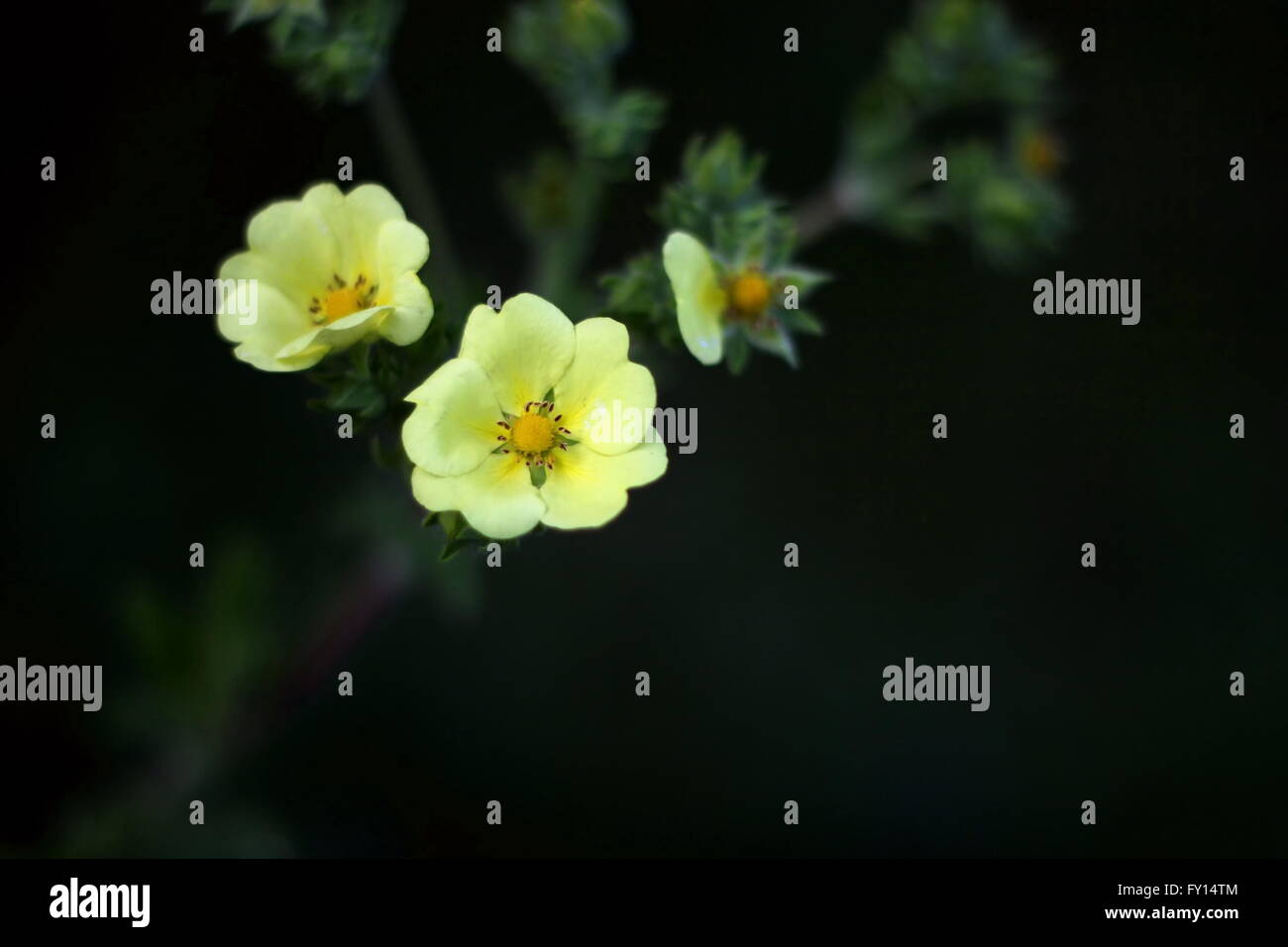 Potentilla inclinata Banque de photographies et d’images à haute ...
