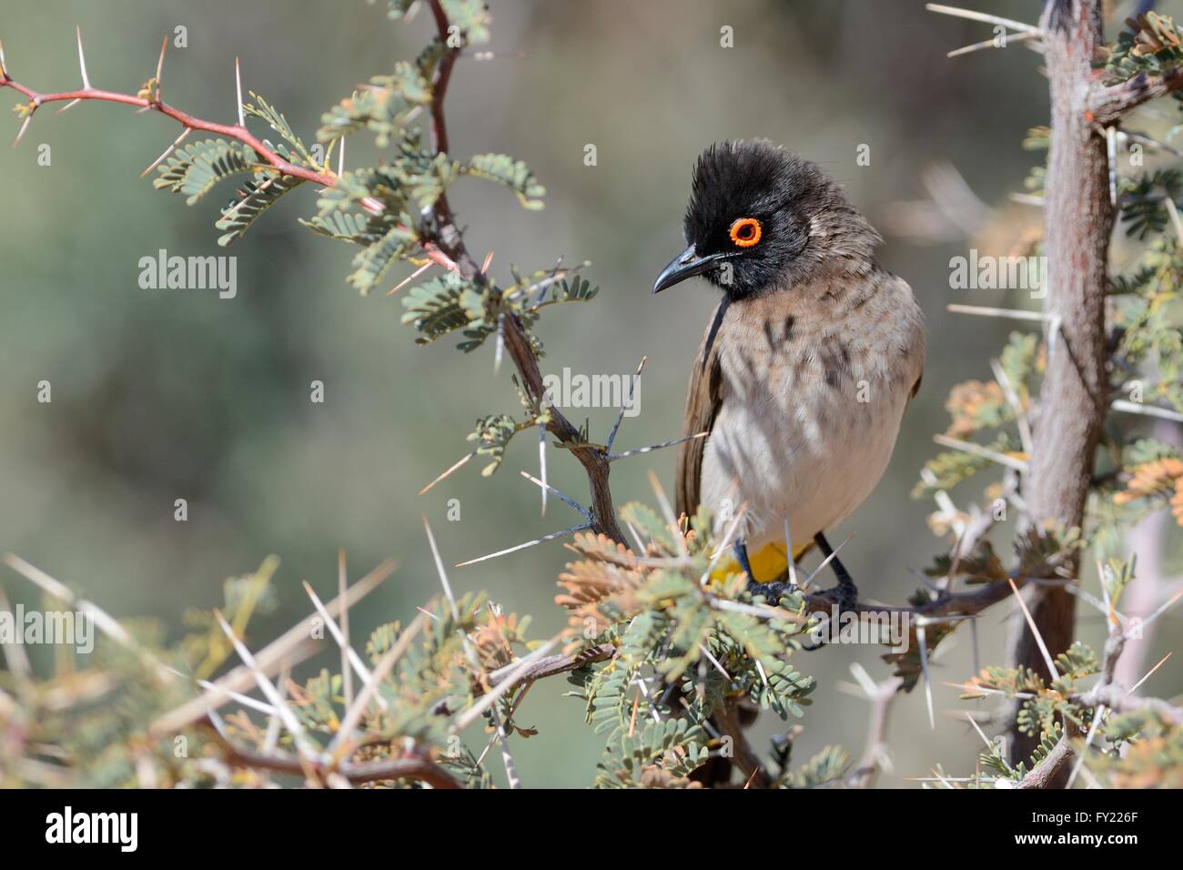 Bulbul pycnonotus nigricans aux yeux rouges Banque de photographies et ...