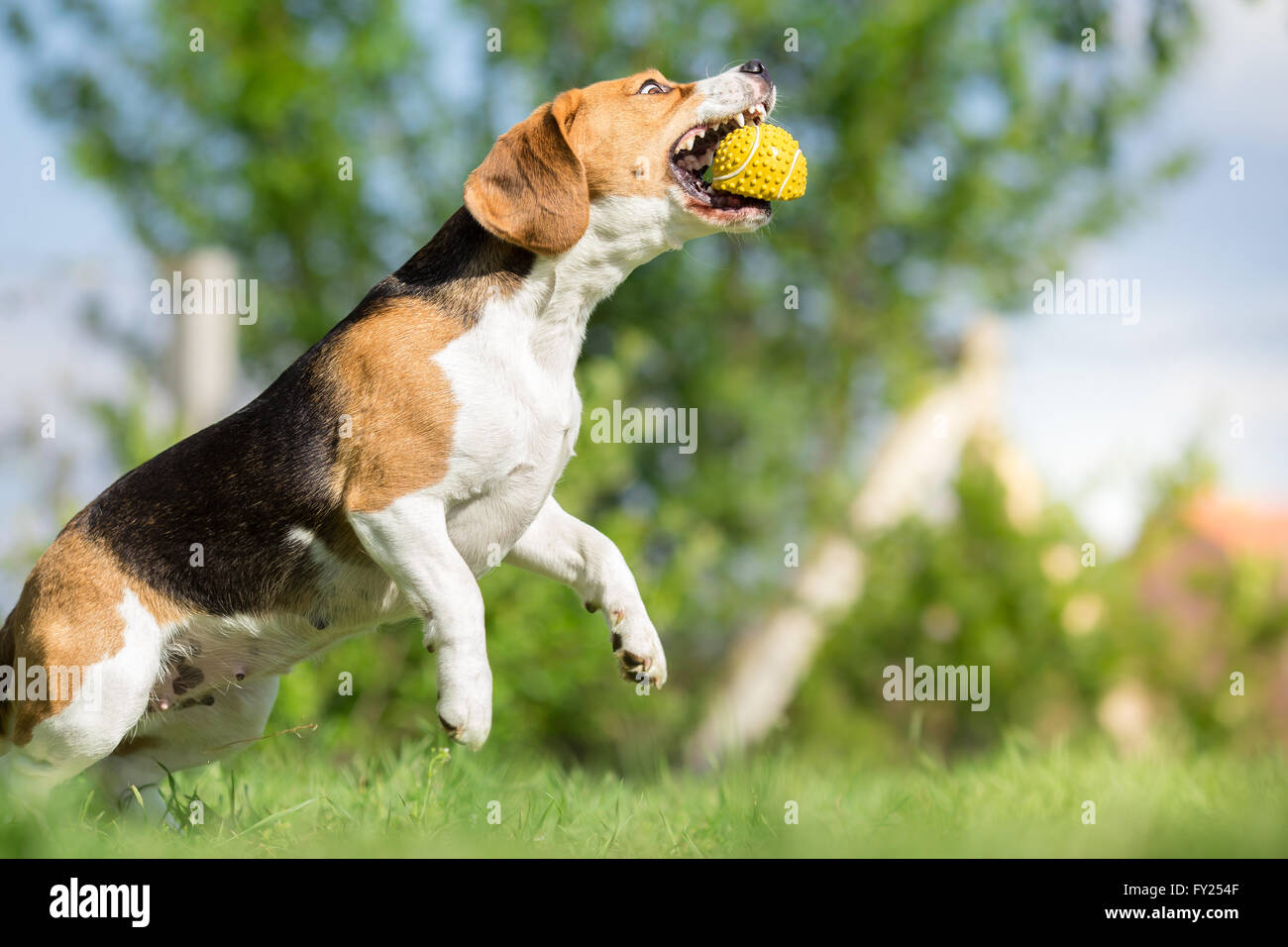 Jumping beagle Banque de photographies et d’images à haute résolution ...