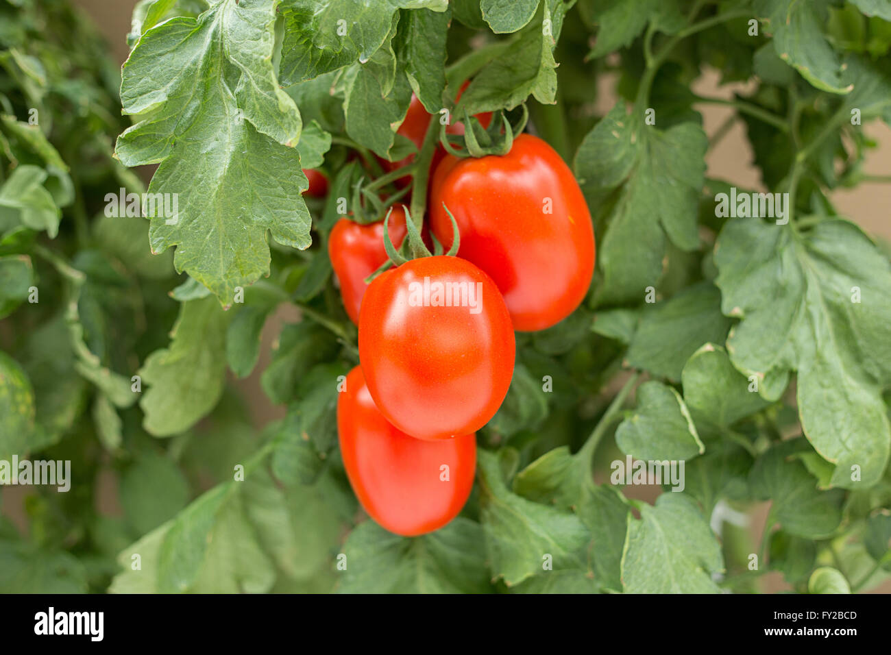 Plant de tomates roma bio Banque de photographies et d’images à haute ...