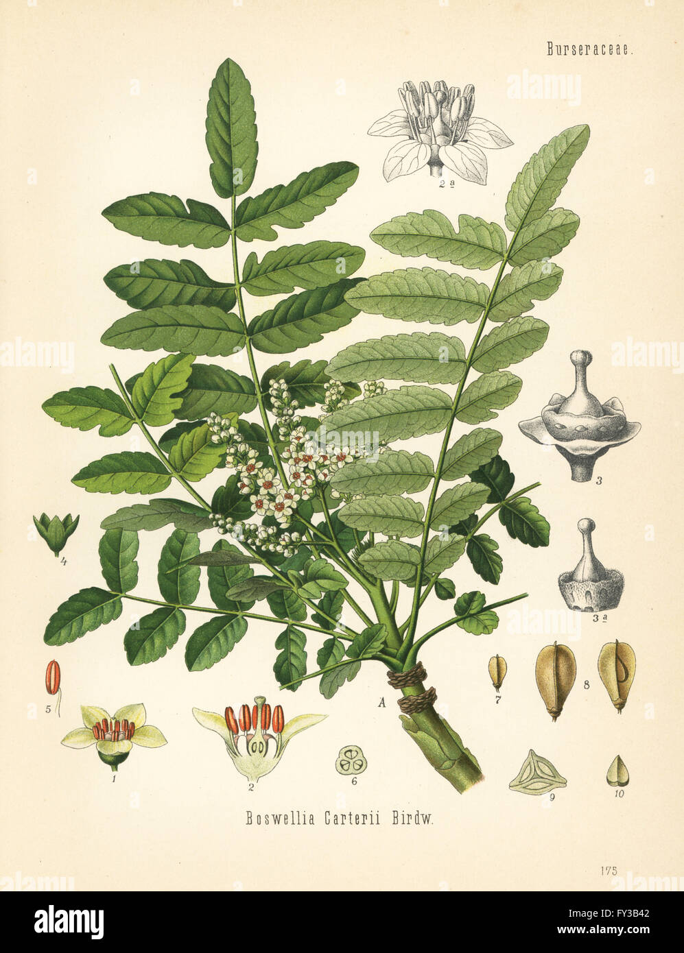L'encens ou oliban, Boswellia sacra-tree (Boswellia carterii ...