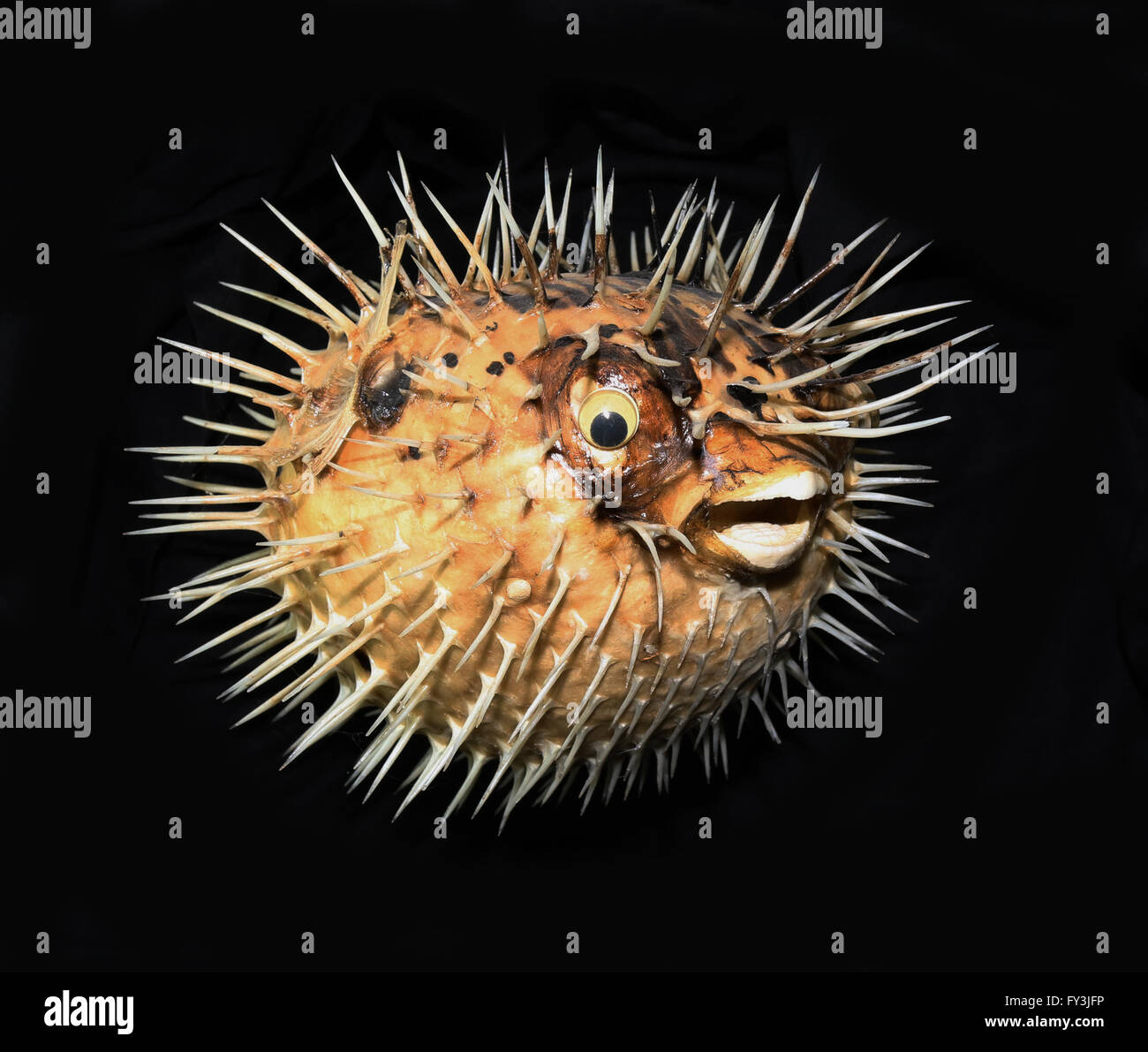 Portrait de poisson puffer poison Banque de photographies et d’images à ...