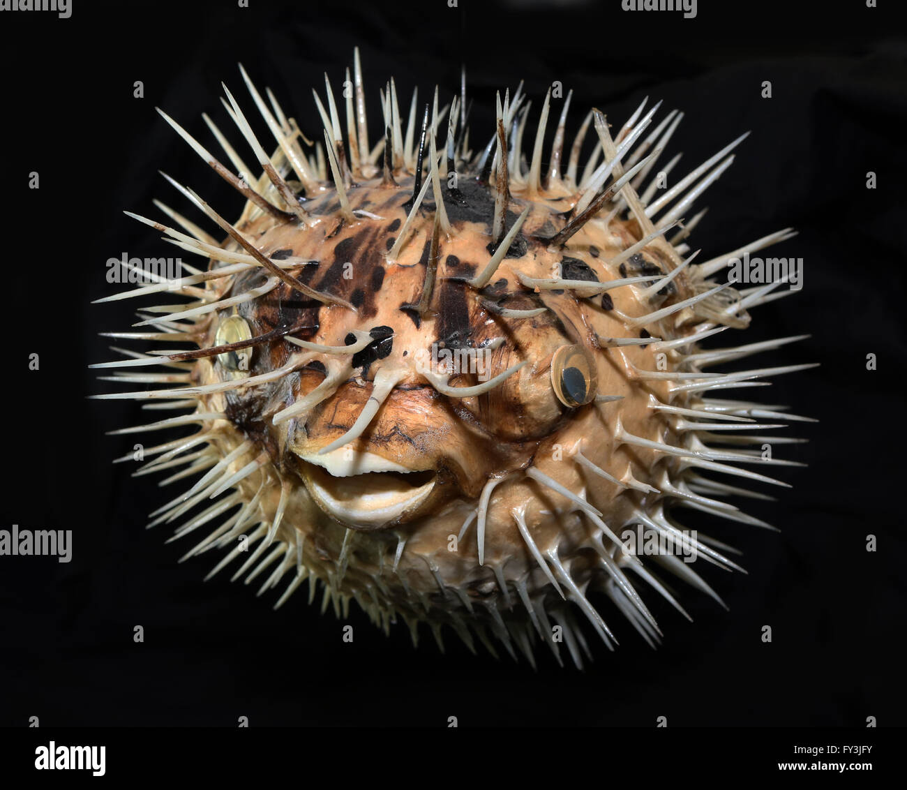 Portrait De Poisson Puffer Poison Banque d'image et photos - Alamy