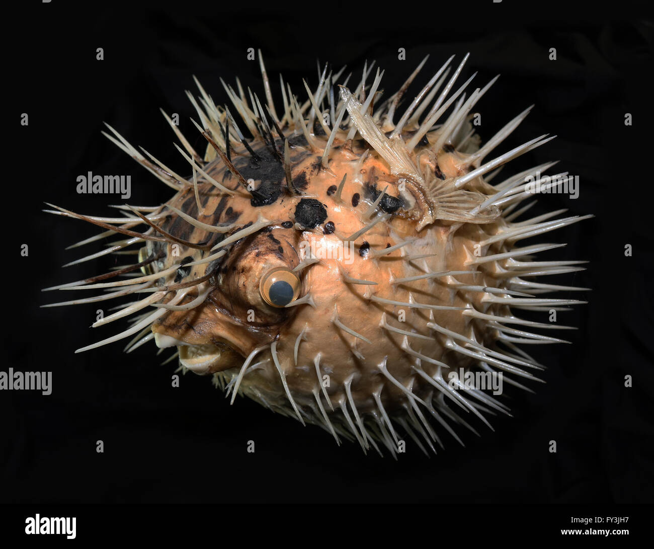 Le poisson-globe sur fond noir Photo Stock - Alamy