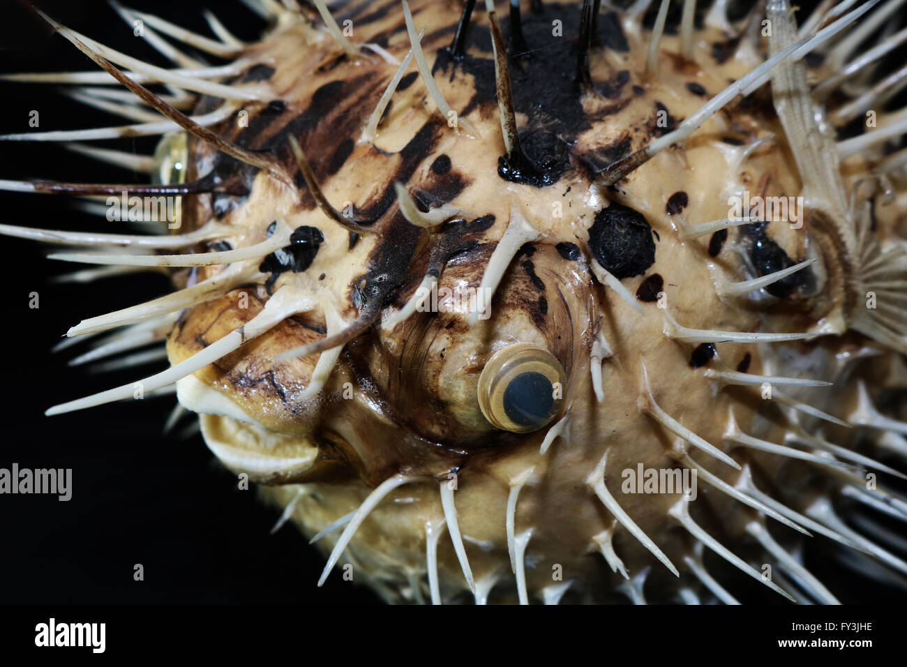 Portrait de poisson puffer poison Banque de photographies et d’images à ...