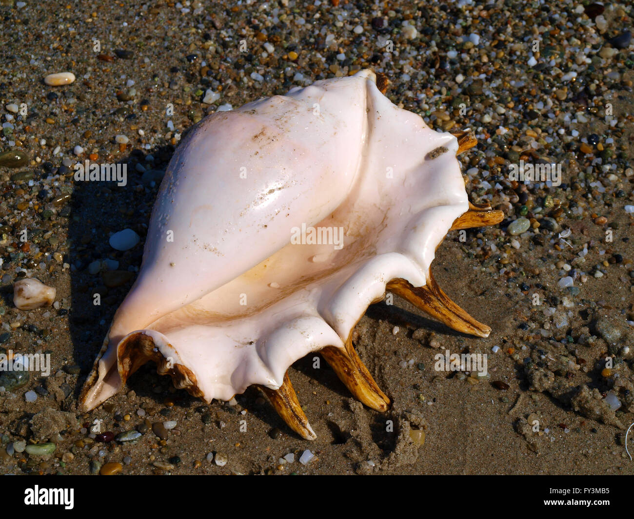 Coquille de mer comestible Banque de photographies et d’images à haute ...