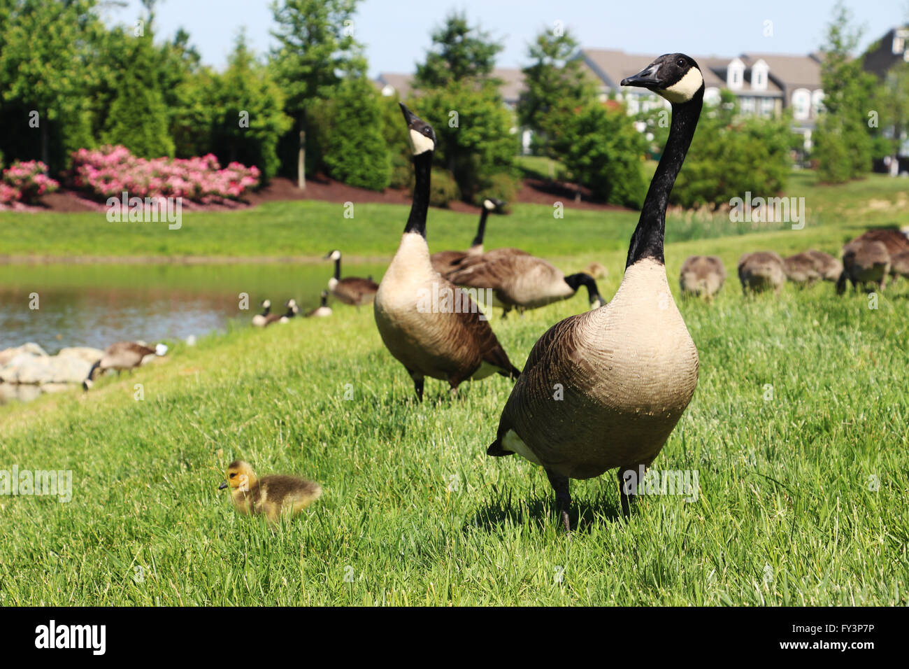 Famille nourrir bernaches Banque de photographies et d’images à haute résolution - Alamy
