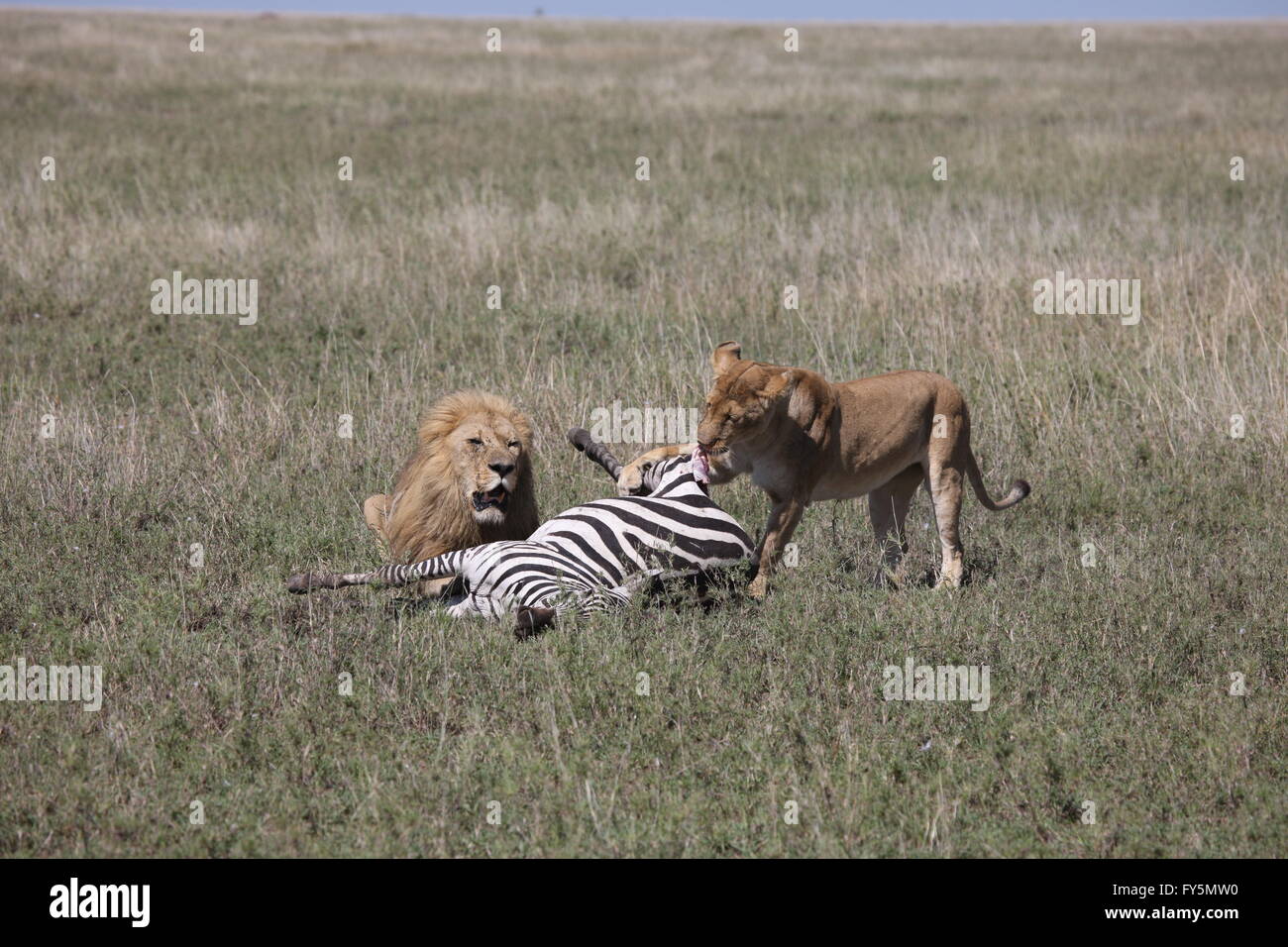 Lion eating zebra Banque de photographies et d’images à haute ...