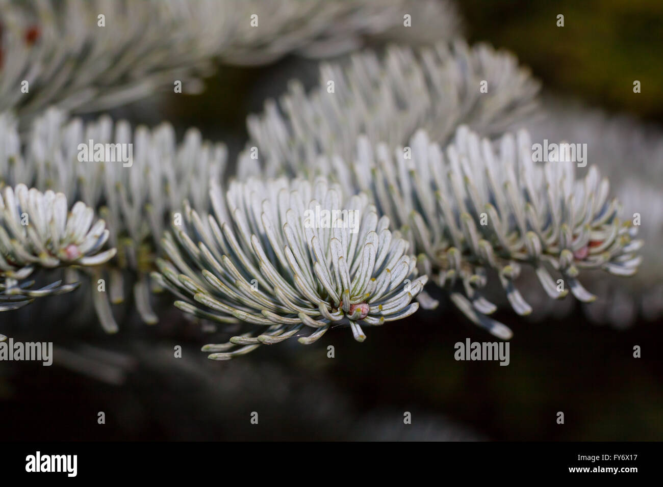 Sapin de Corée (Abies koreana Photo Stock - Alamy