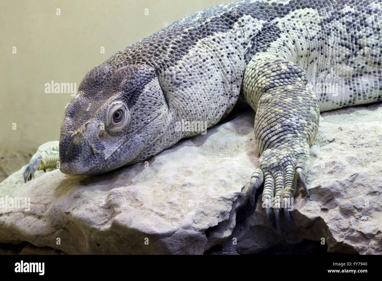 Rock monitor varanus albigularis Banque de photographies et d’images à ...