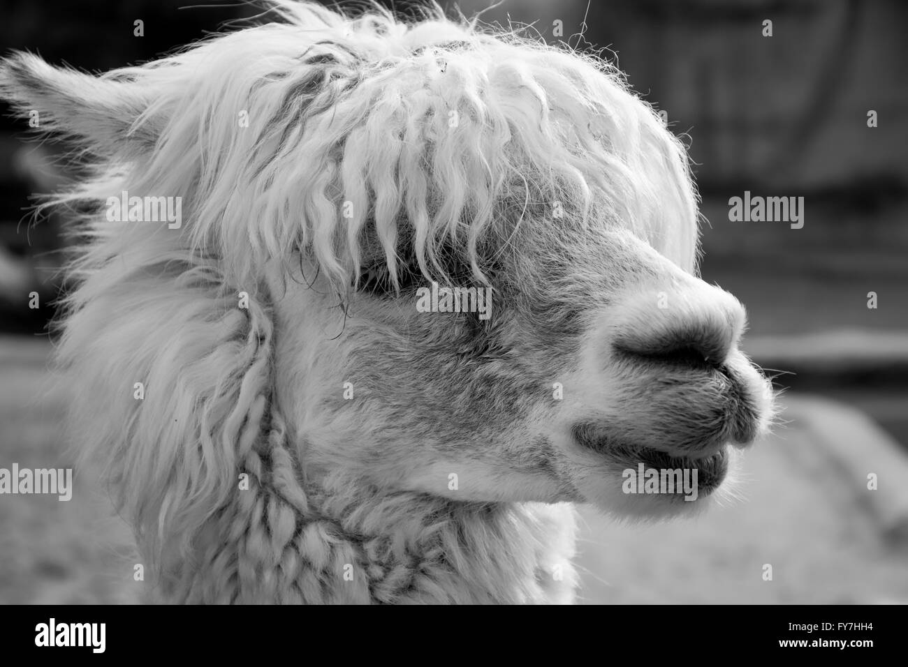 Lama lama Banque d'images noir et blanc - Alamy