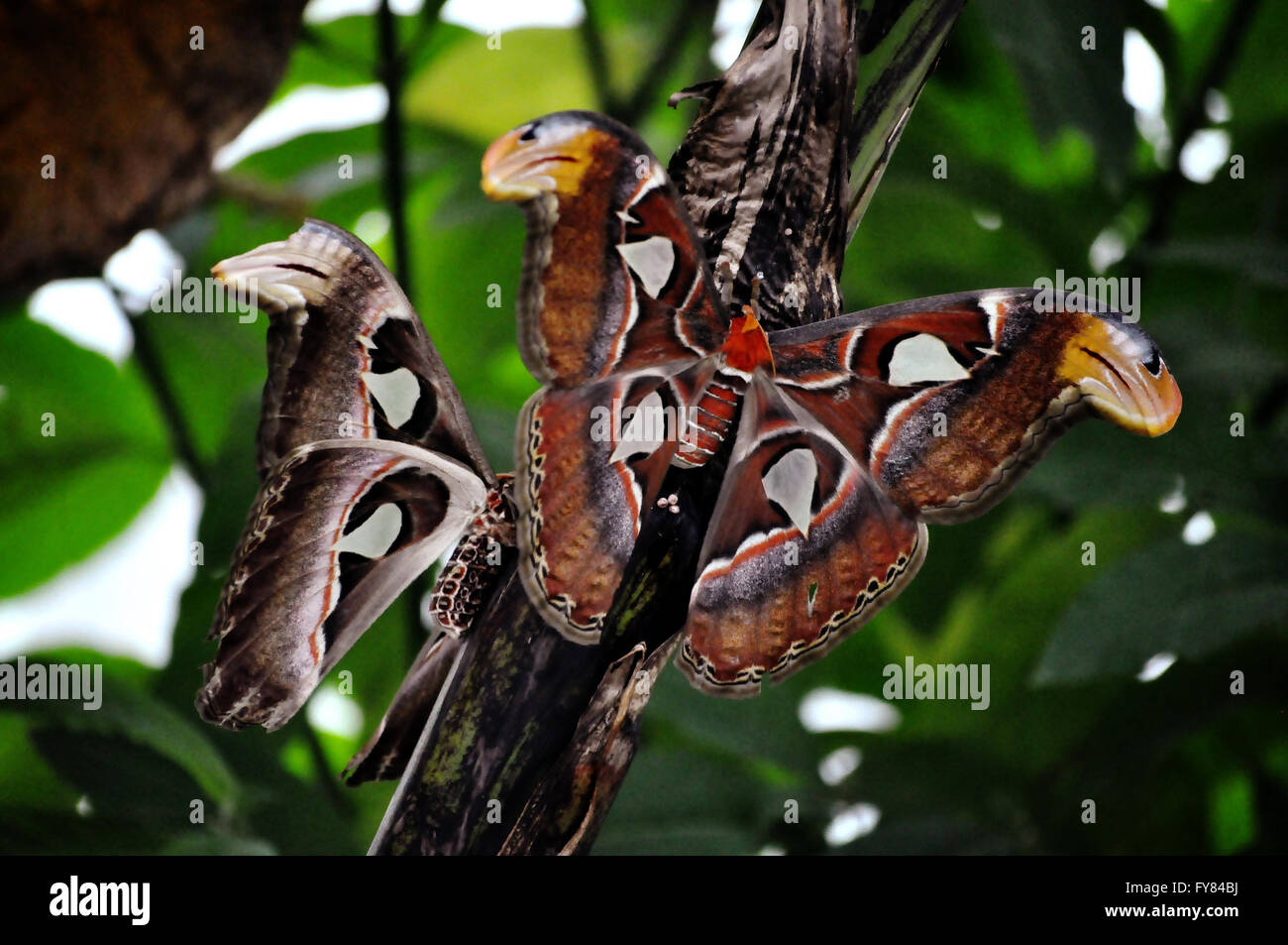 Atlas papillon attacus atlas Banque de photographies et d’images à ...