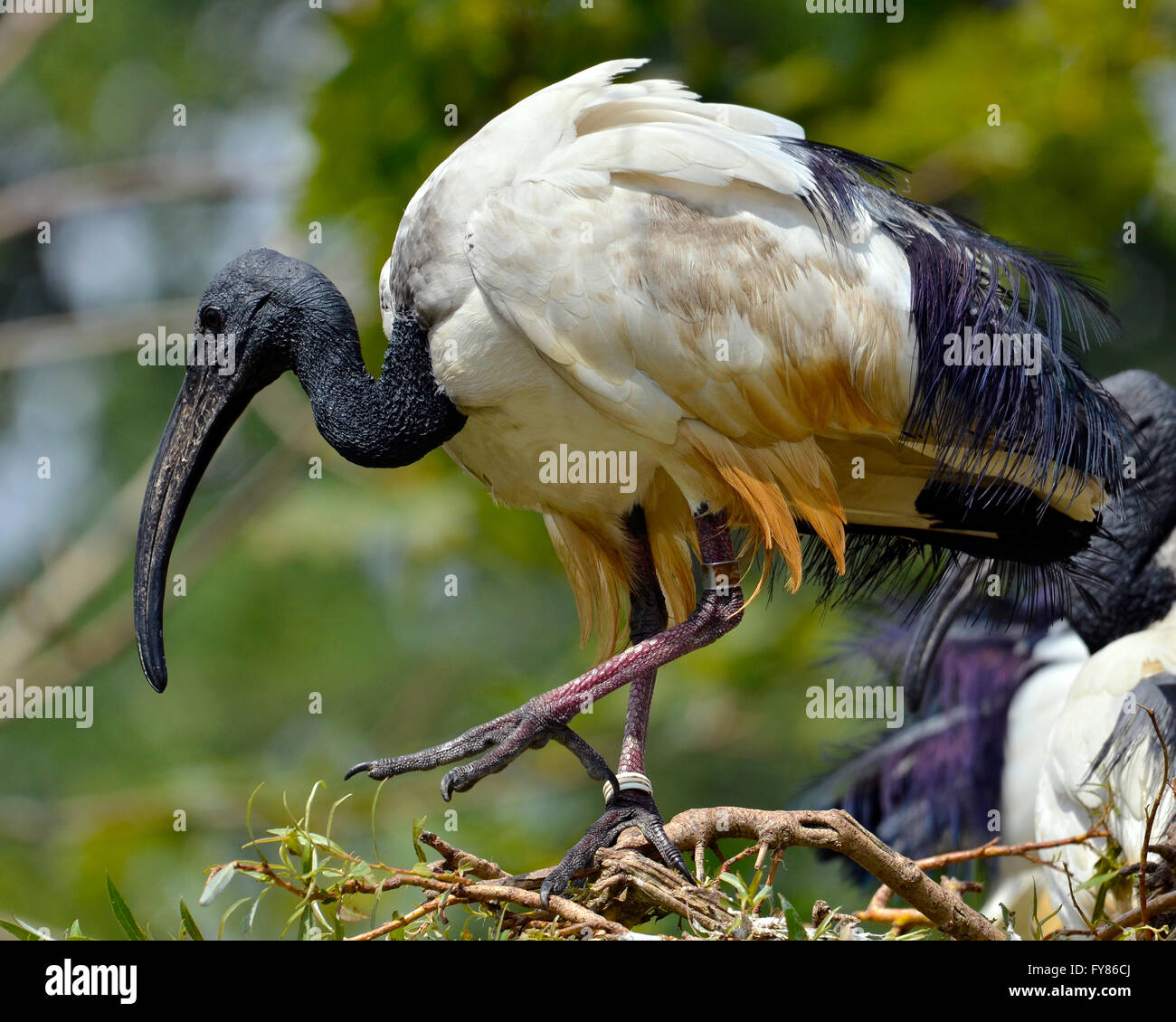 African sacred ibis threskiornis aethiopicus Banque de photographies et ...