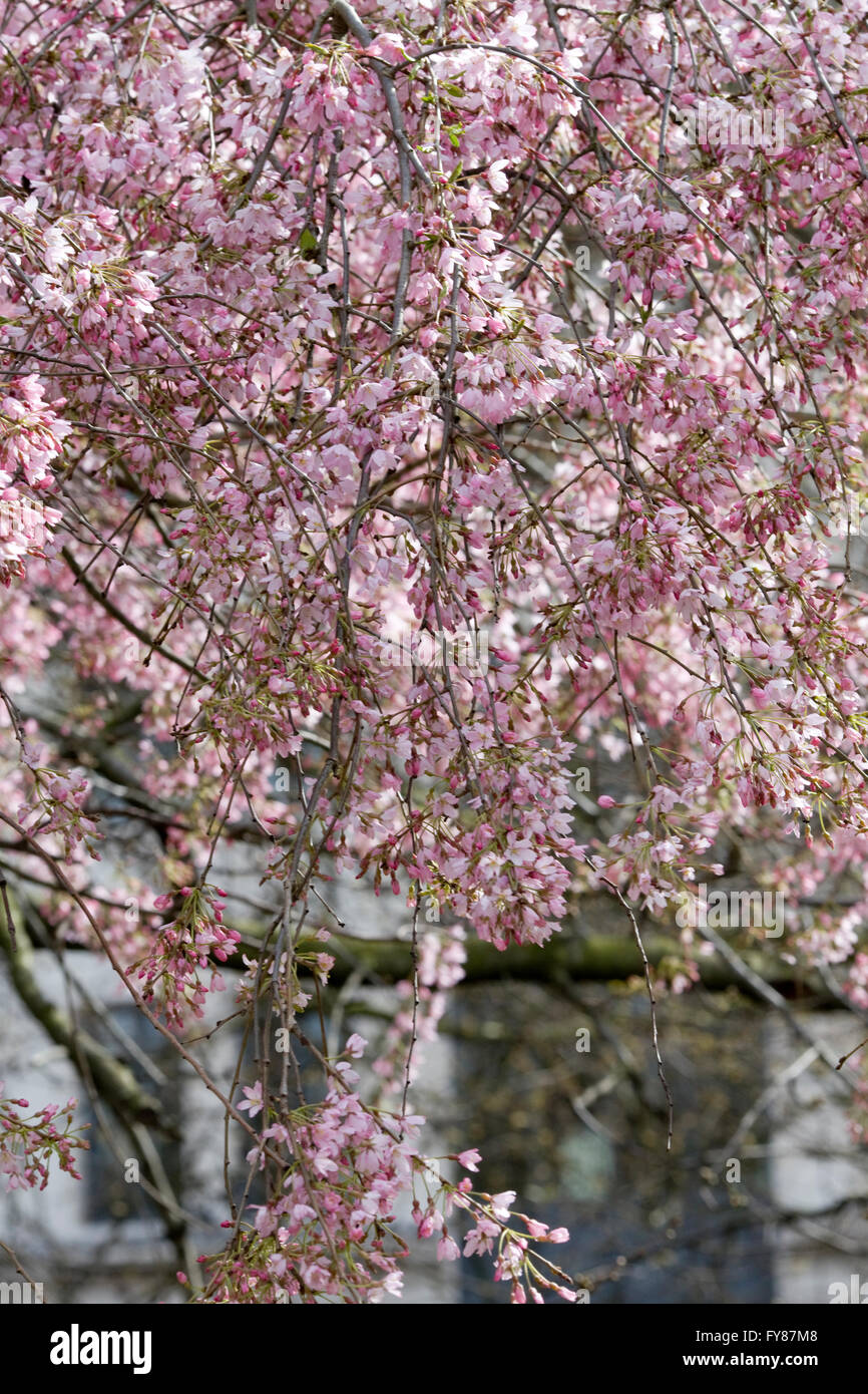 Cherry accolade tree blossom Banque de photographies et d’images à ...