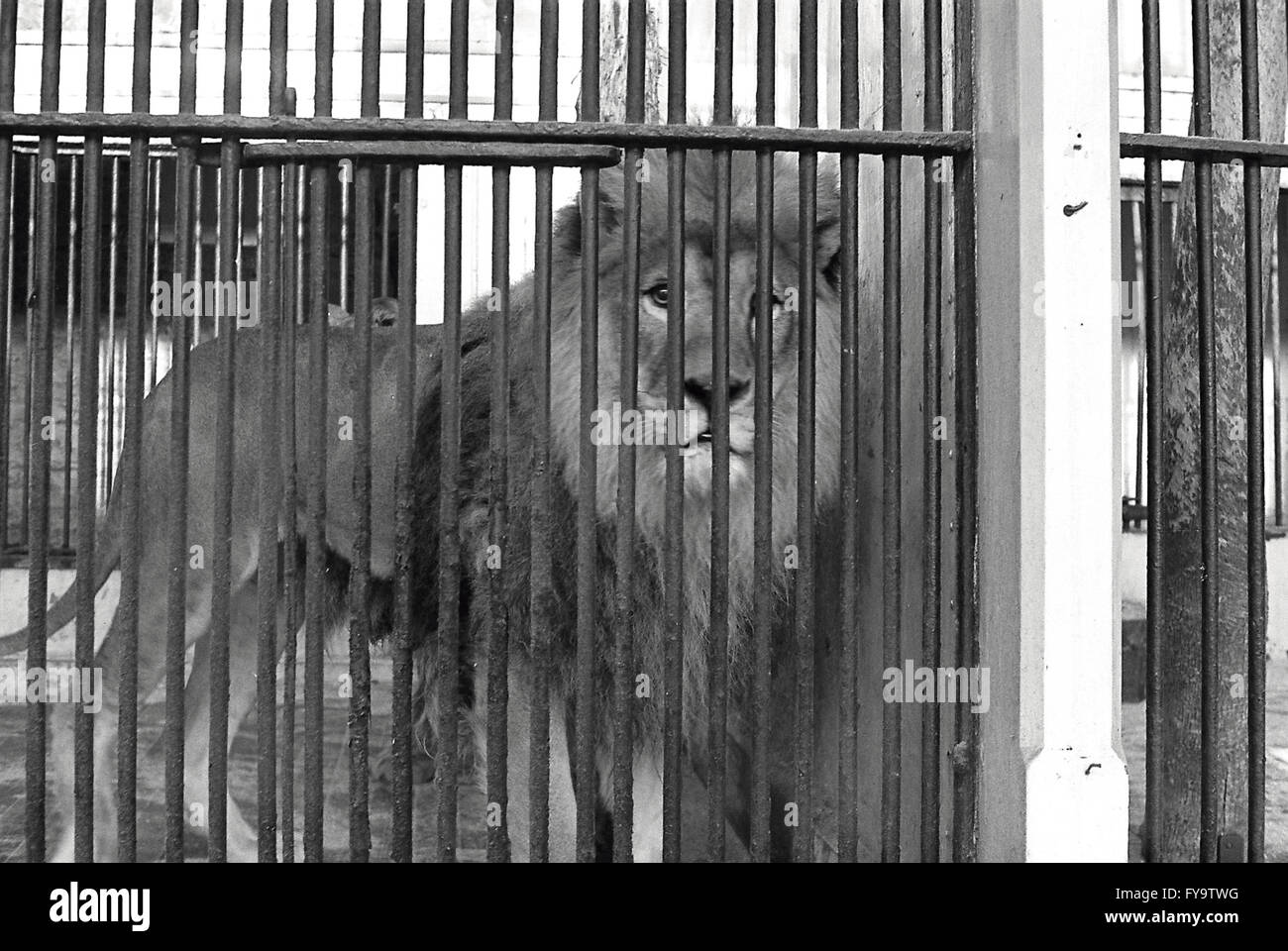 Belle Vue Zoo Banque d'image et photos - Alamy