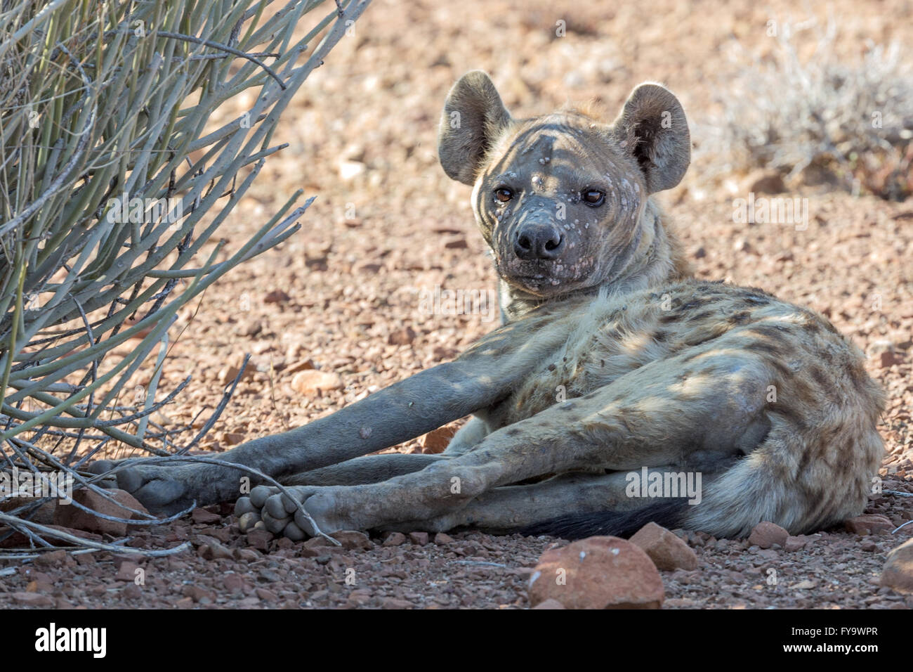 Hyena Aka tachetée Hyena Aka tachetée riant hyena, avec des lésions ...