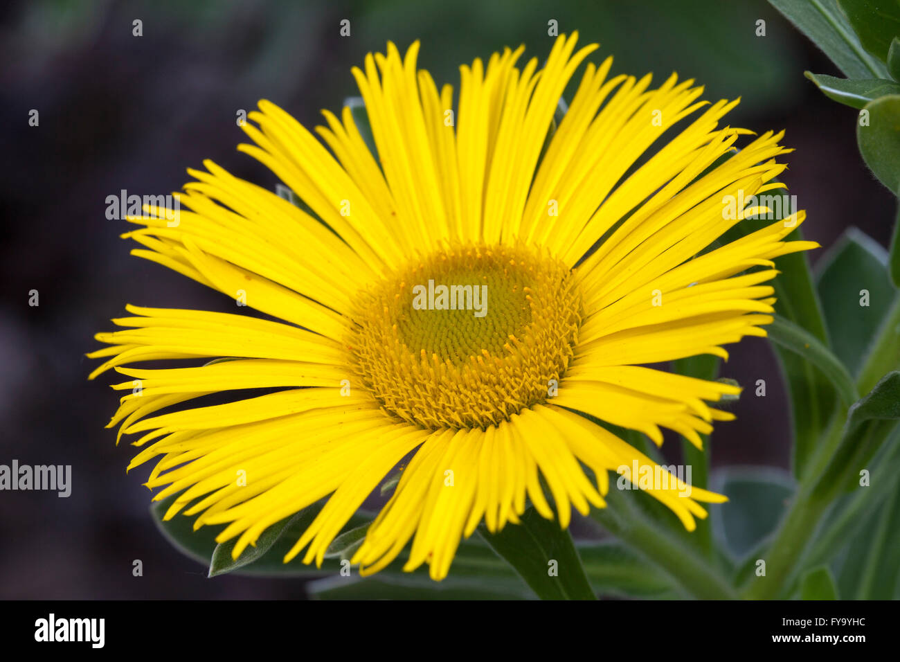 Île des Canaries Daisy (Asteriscus sericeus), originaire des îles ...