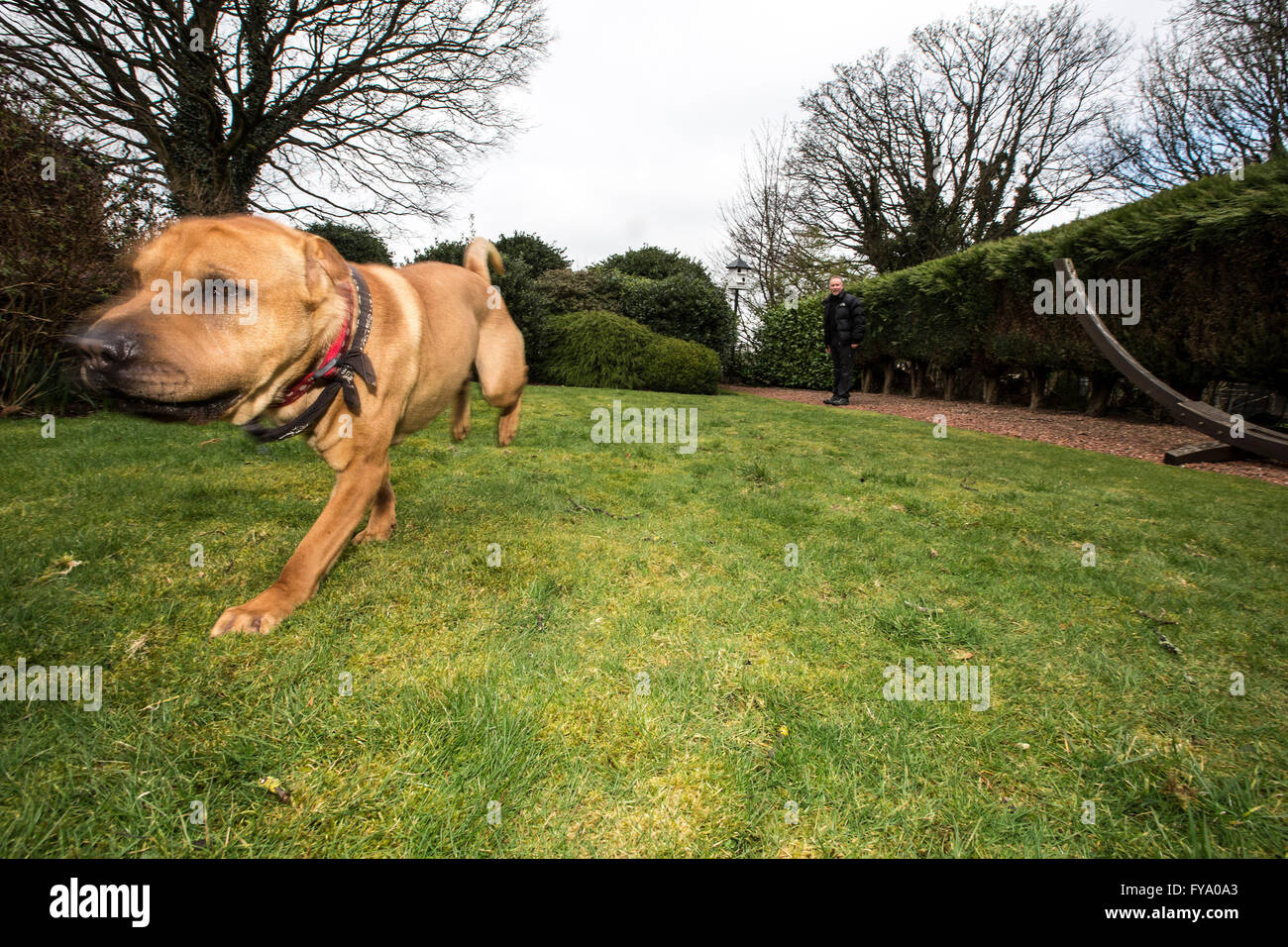 Kai dog Banque de photographies et d’images à haute résolution - Alamy