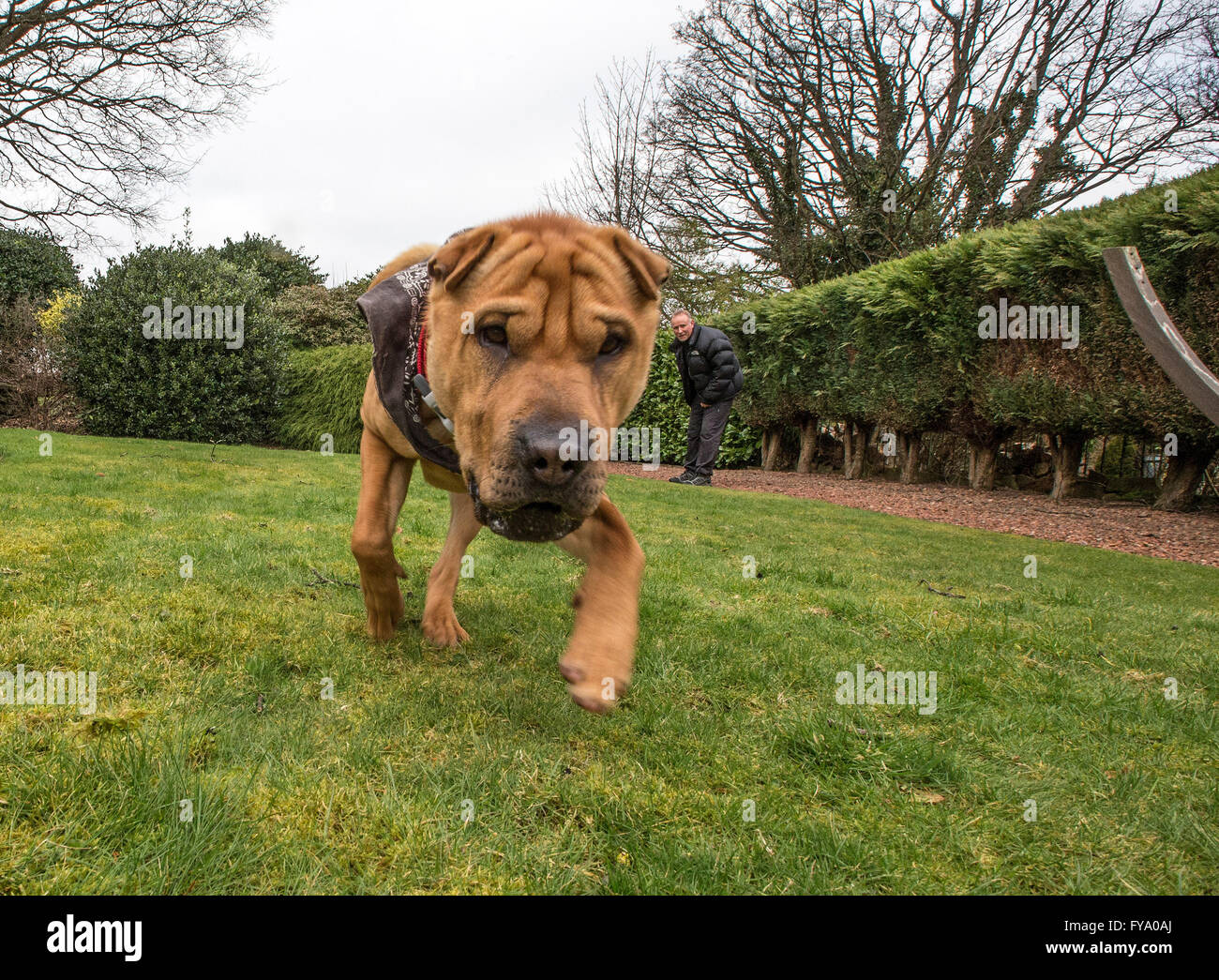 Kai dog Banque de photographies et d’images à haute résolution - Alamy