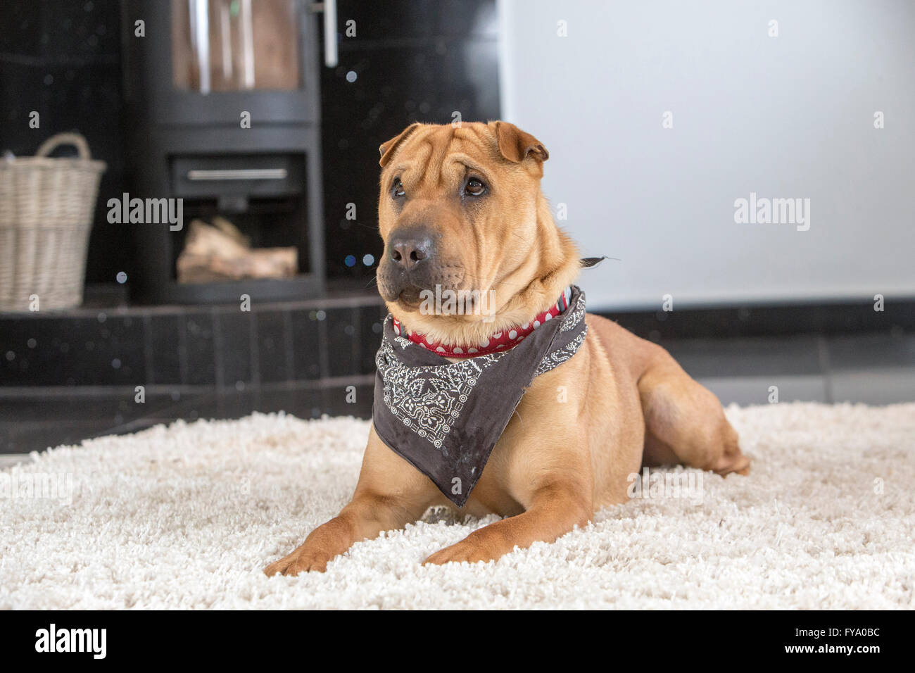 Kai dog Banque de photographies et d’images à haute résolution - Alamy