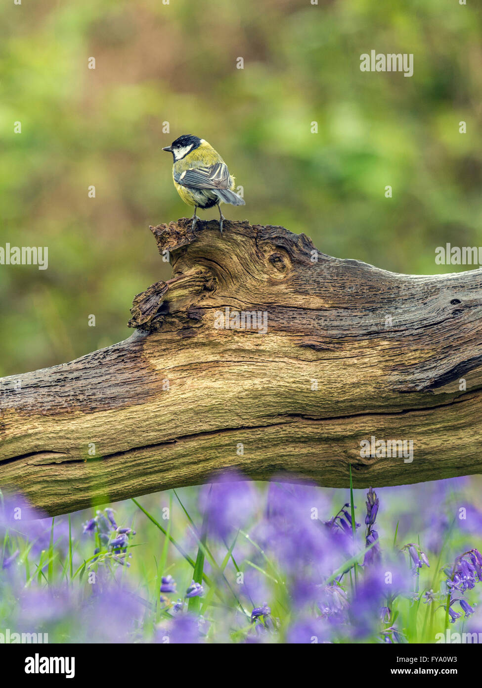 Great Tit (Paripus) majeure en quête de bois naturel. 'Depicted, isolé ...
