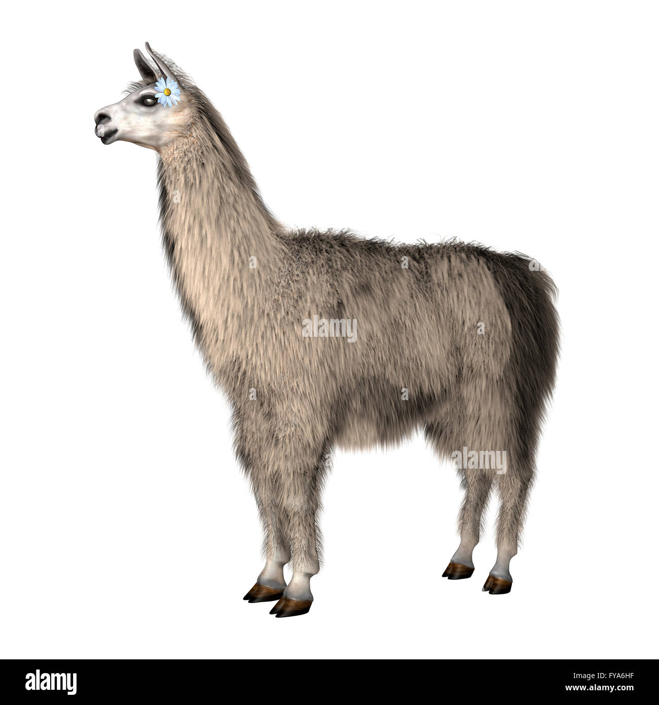 Lama trotting Banque de photographies et d’images à haute résolution ...