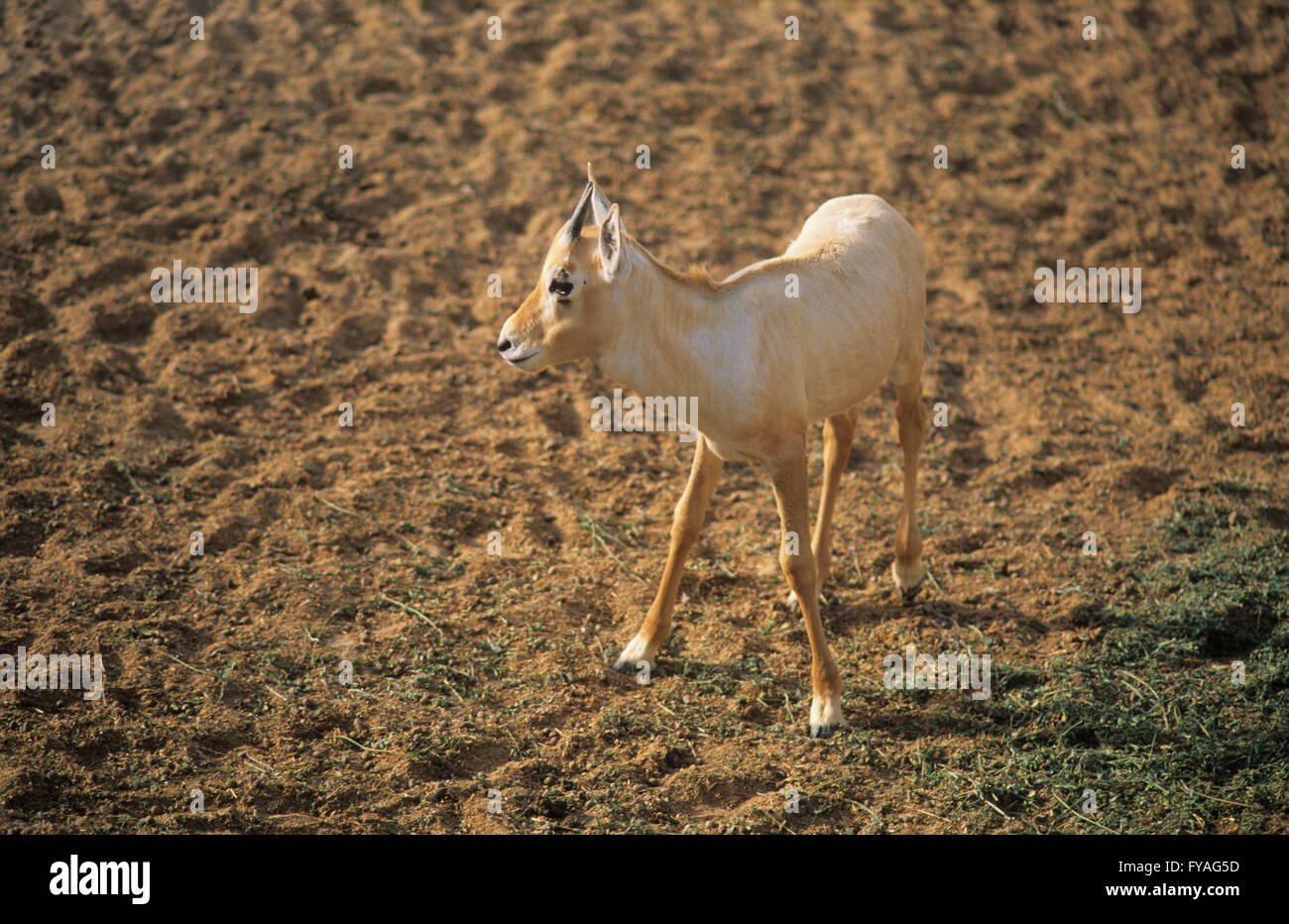 Bahrain wildlife Banque de photographies et d’images à haute résolution ...
