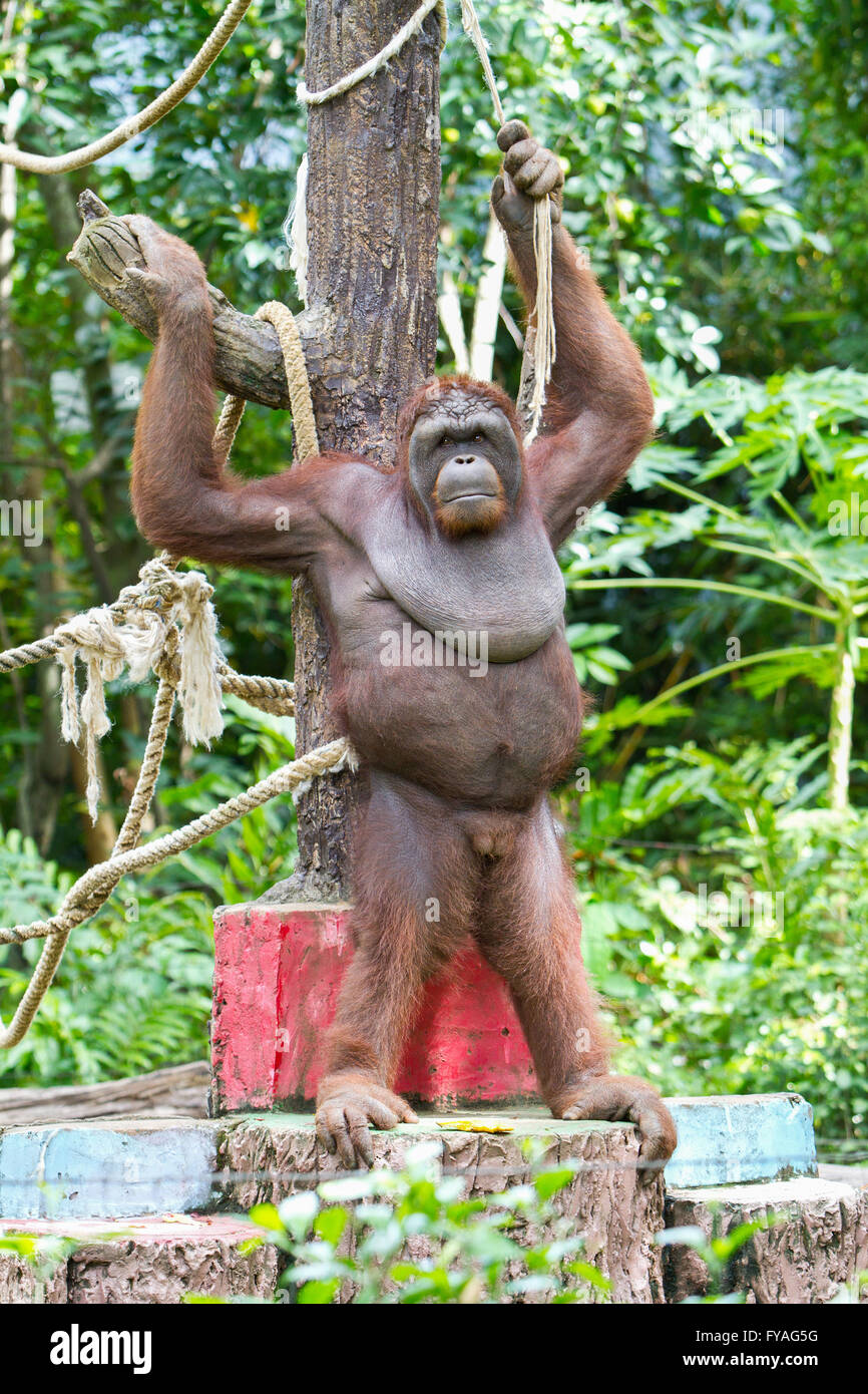 Image drôle de singe ou de l'orang-outan au Vietnam Photo Stock - Alamy