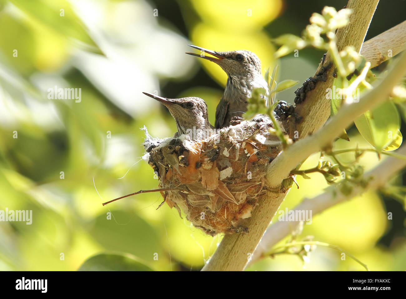 Nid De Colibris Banque d'image et photos - Alamy