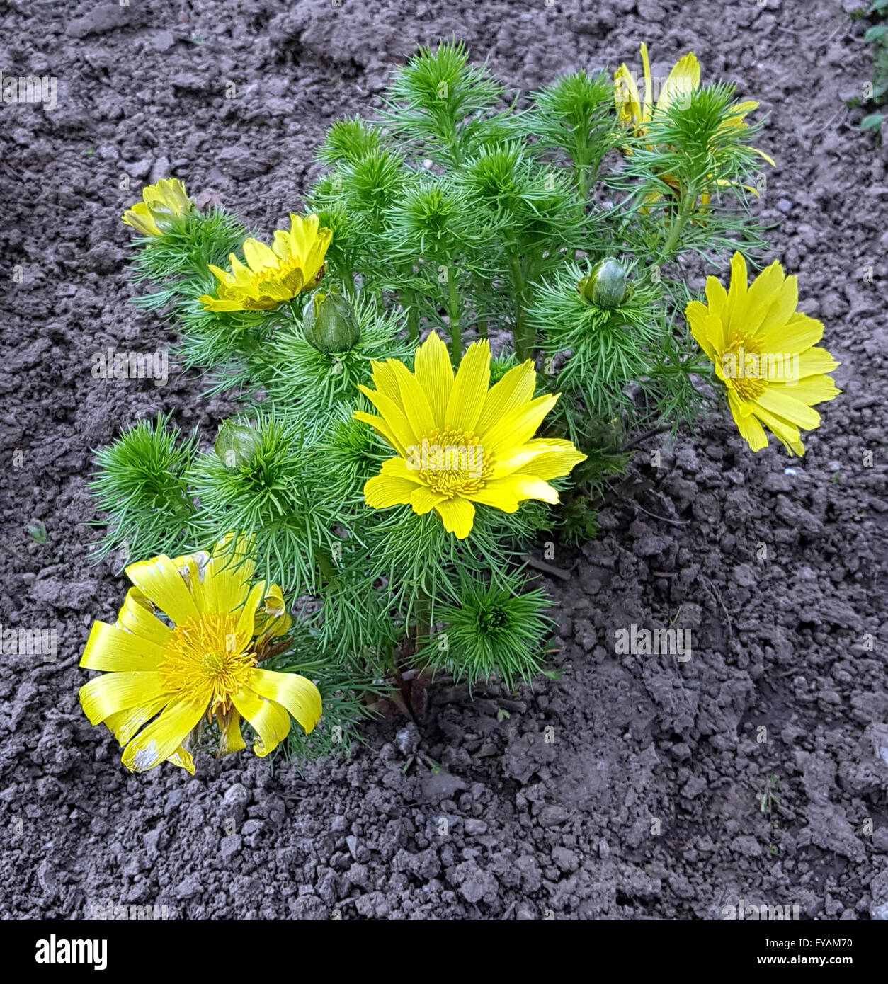 Fruehlings adonisroeschen Banque de photographies et d’images à haute ...