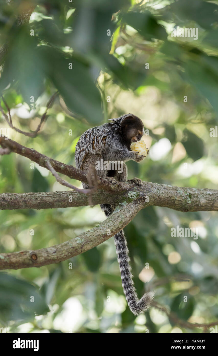 Singe mangeant une banane Banque de photographies et d’images à haute ...