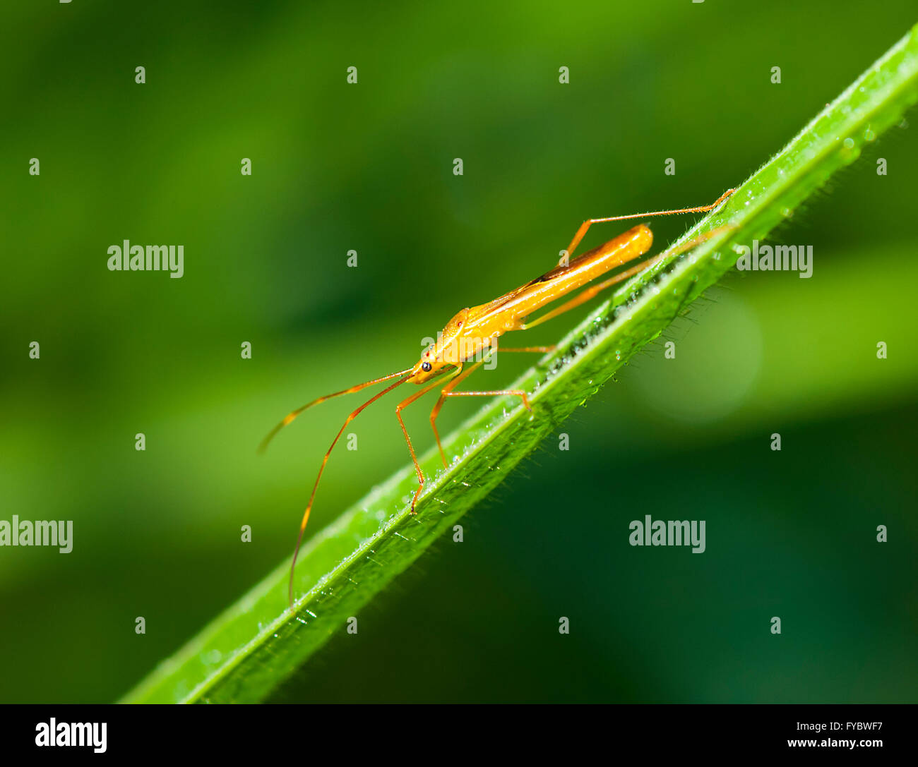 Bug de paddy Banque de photographies et d’images à haute résolution - Alamy