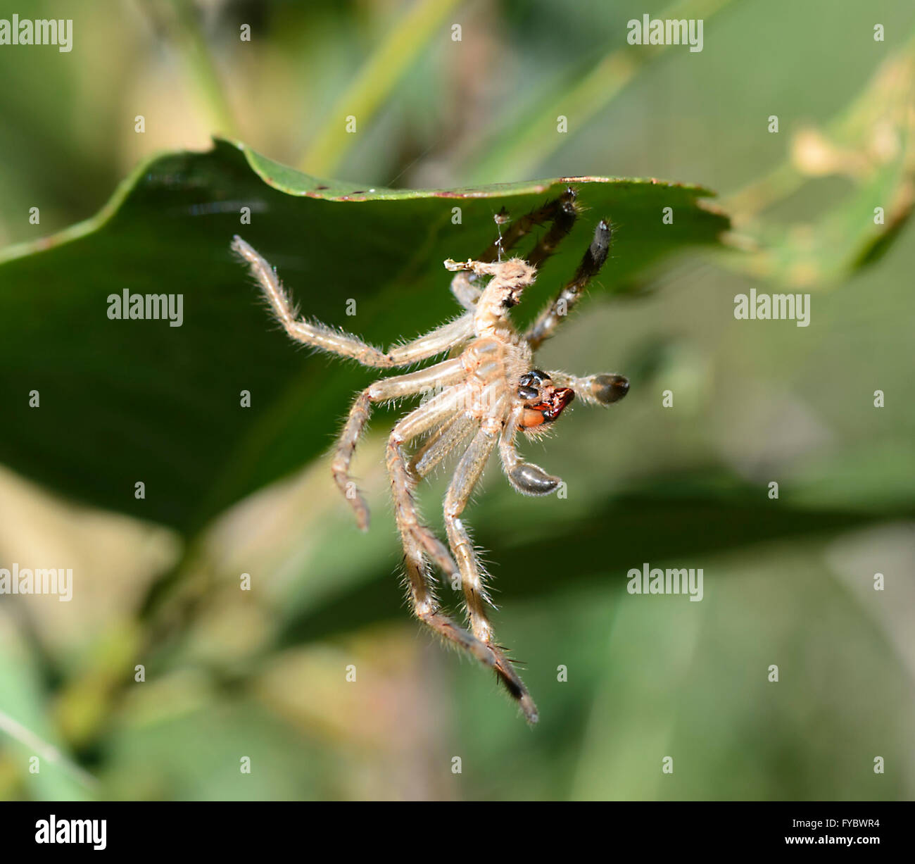 Mue Insectes Banque d'image et photos - Alamy