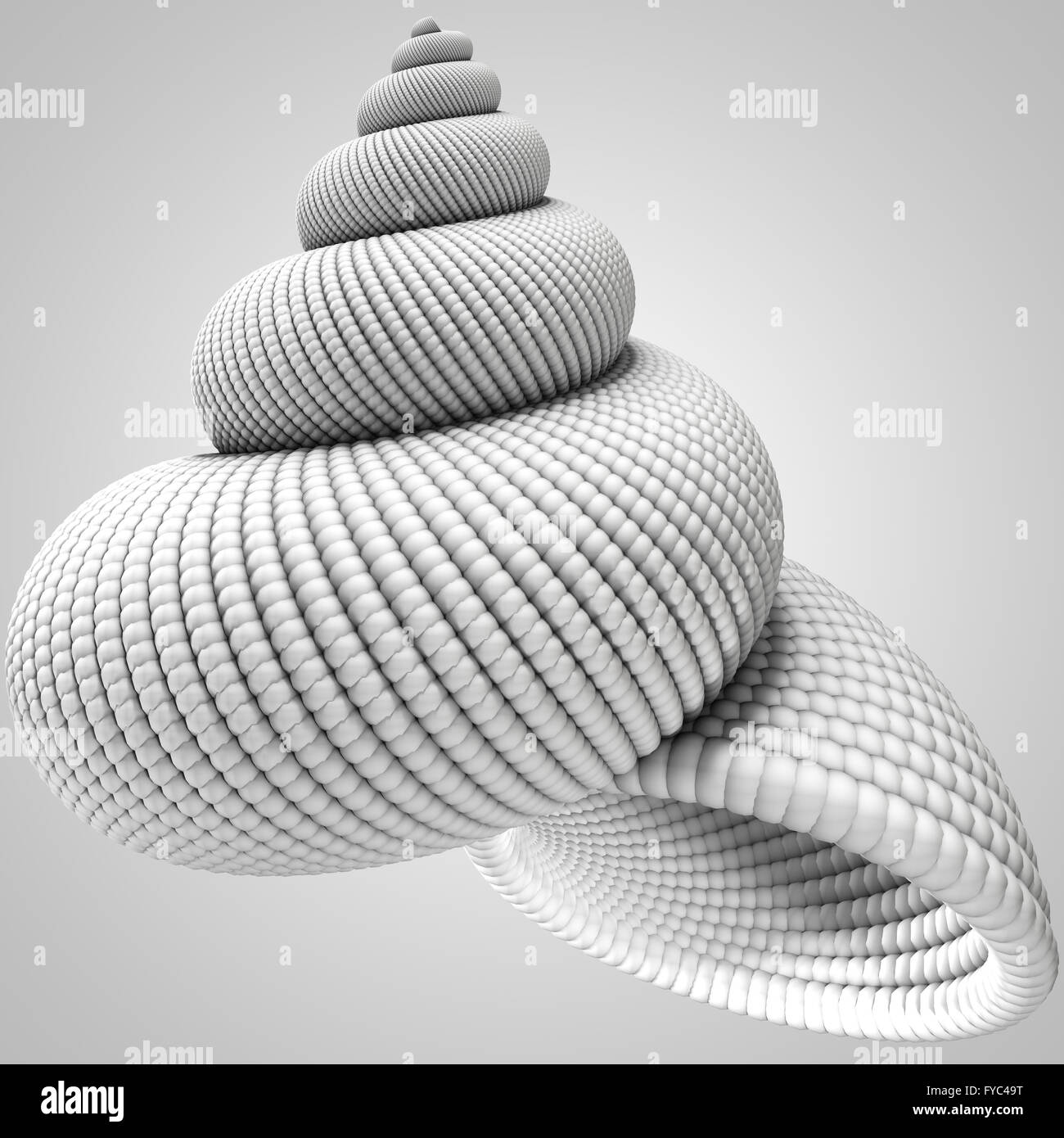 Spire shell Banque de photographies et d’images à haute résolution - Alamy