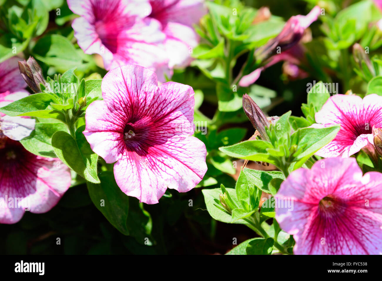 Fleur de fraise rose Banque de photographies et d’images à haute ...