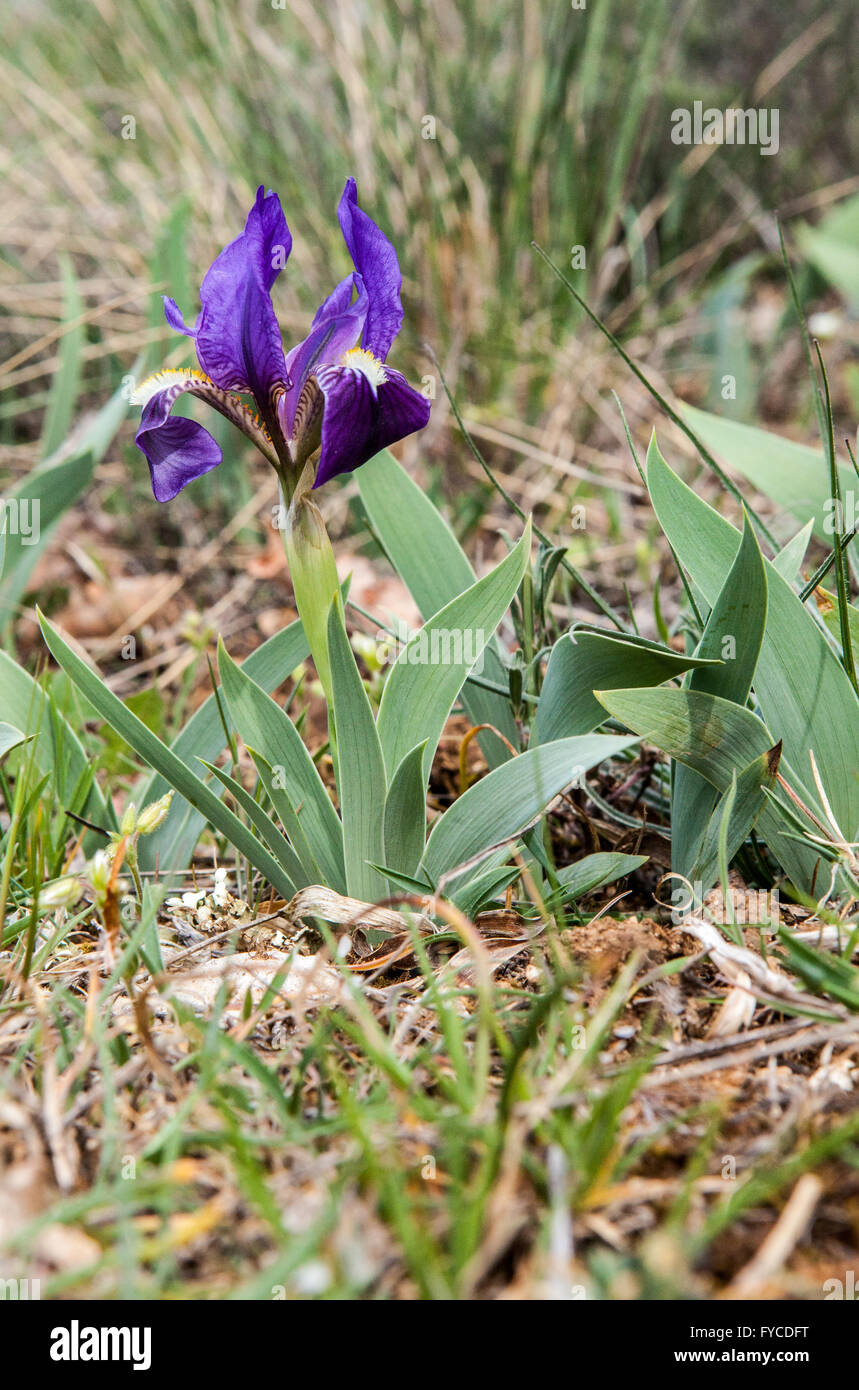 Iris lutescens Banque de photographies et d’images à haute résolution ...