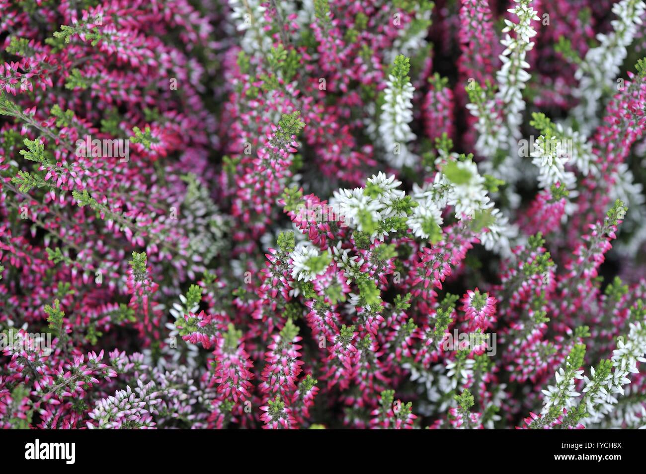 Erica darleyensis kramers red Banque de photographies et d’images à ...