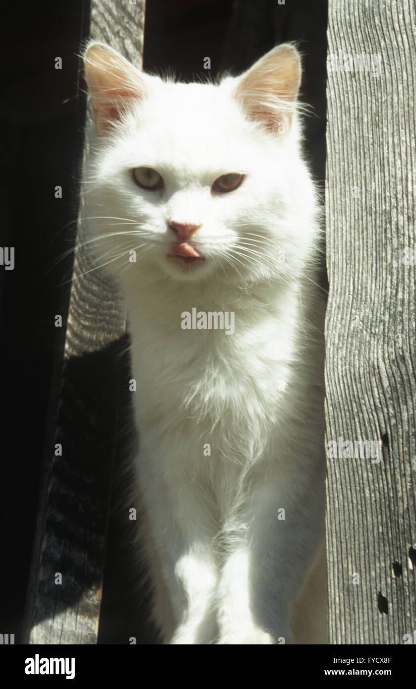 Chat albinos Banque de photographies et d’images à haute résolution - Alamy